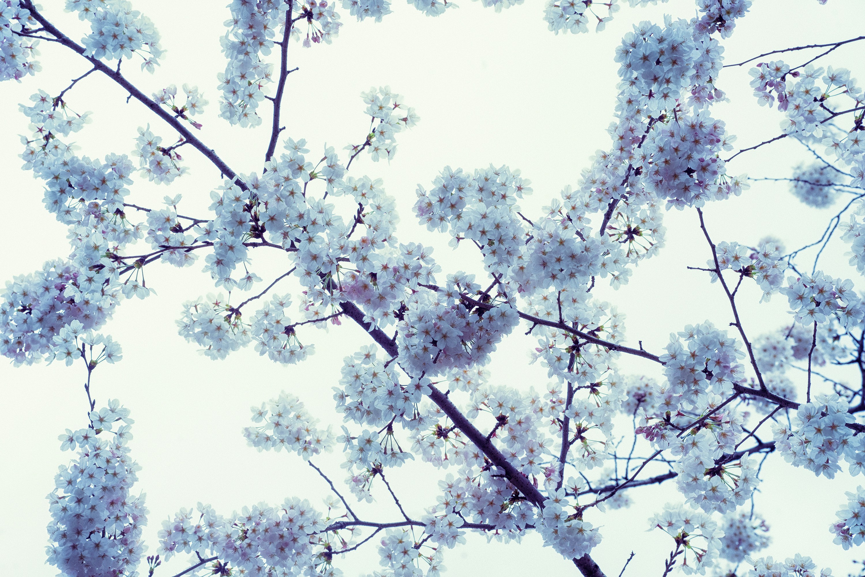 Delicate cherry blossom branches create a soft, floral canopy against a pale sky. The intricate details of the blossoms are highlighted, inviting a sense of tranquility.