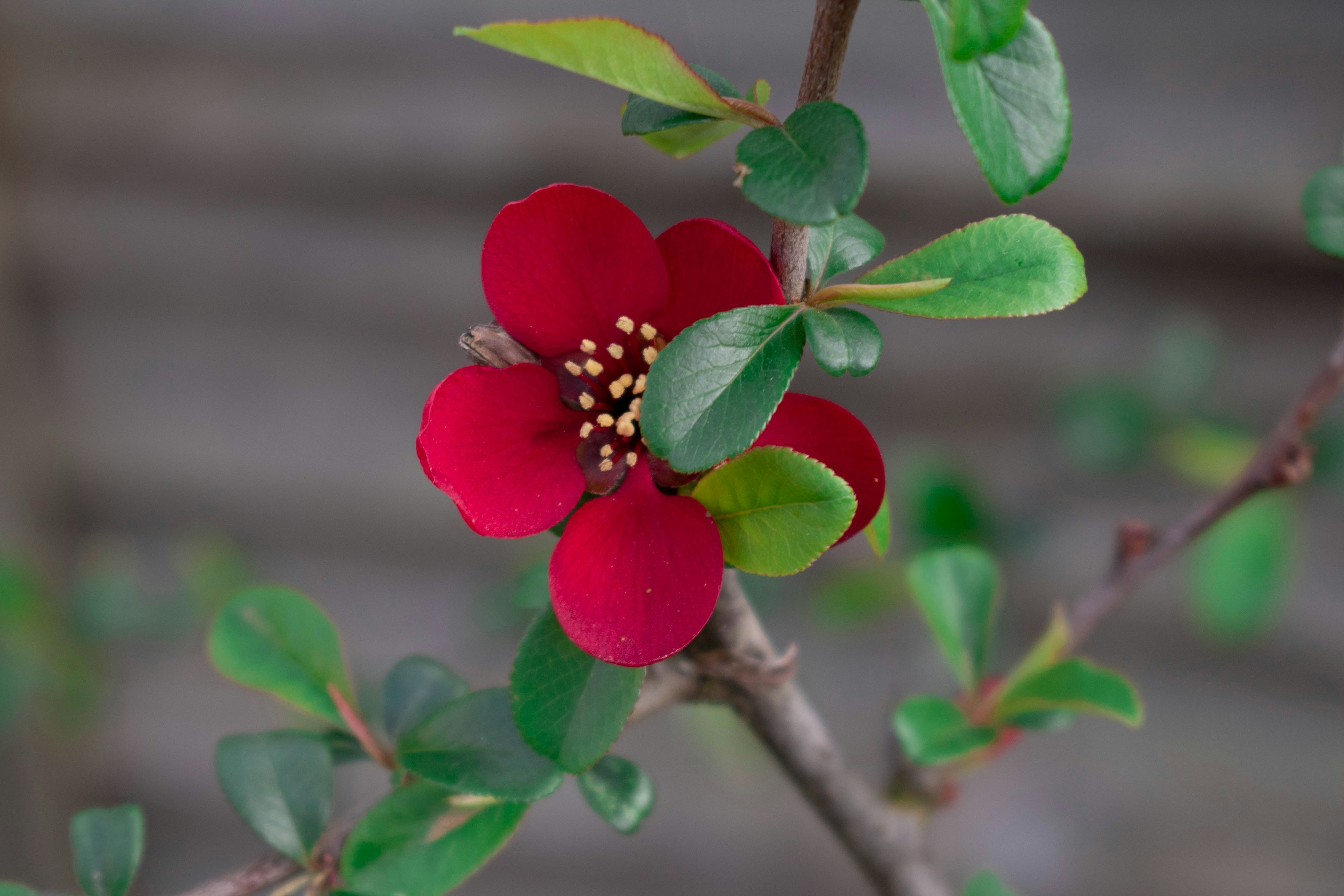 50,000+ Quince Pictures | Download Free Images on Unsplash