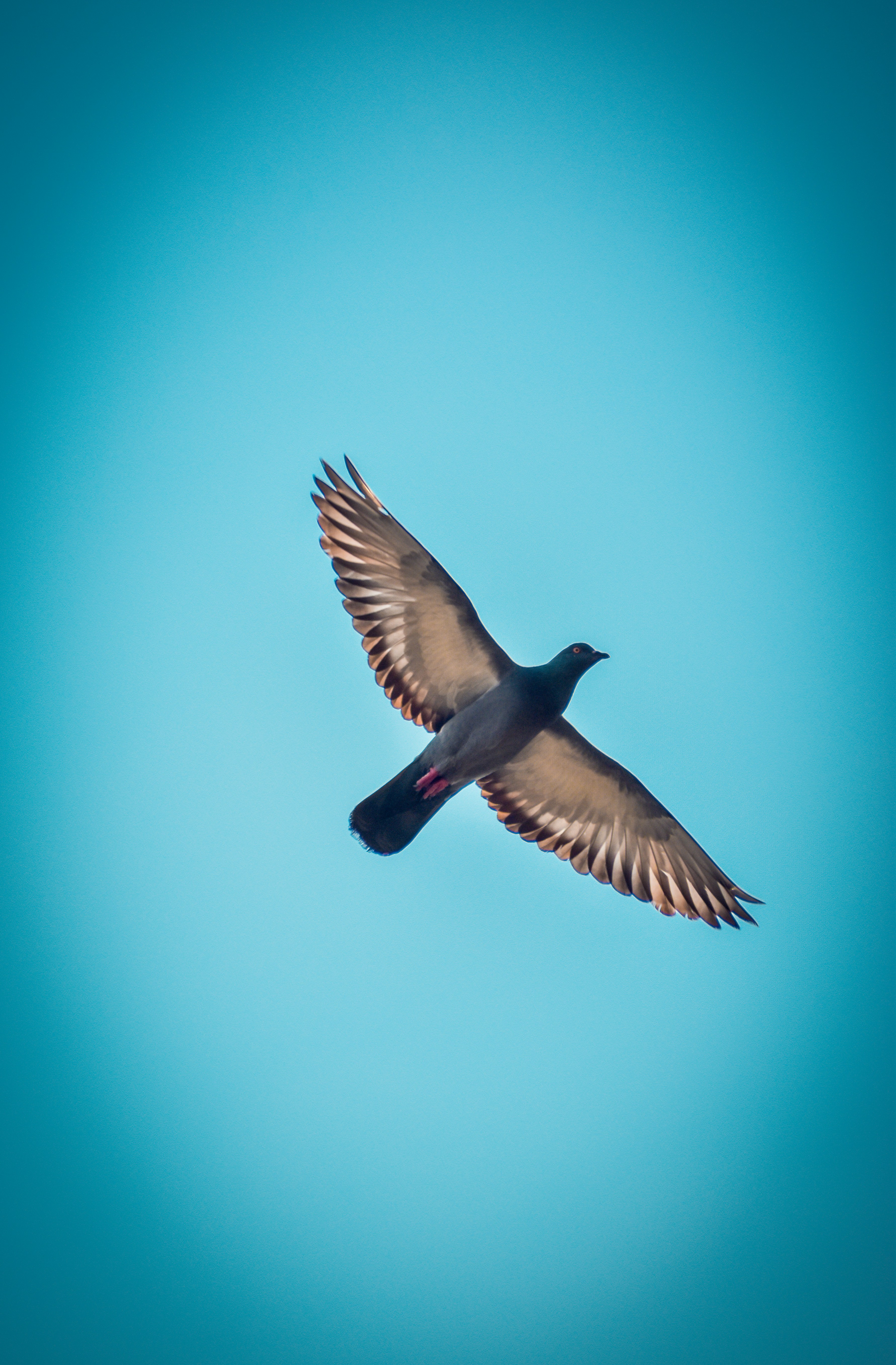 Cerulean Glide: A Pigeon in Broad-Winged Flight Against a Clear Sky