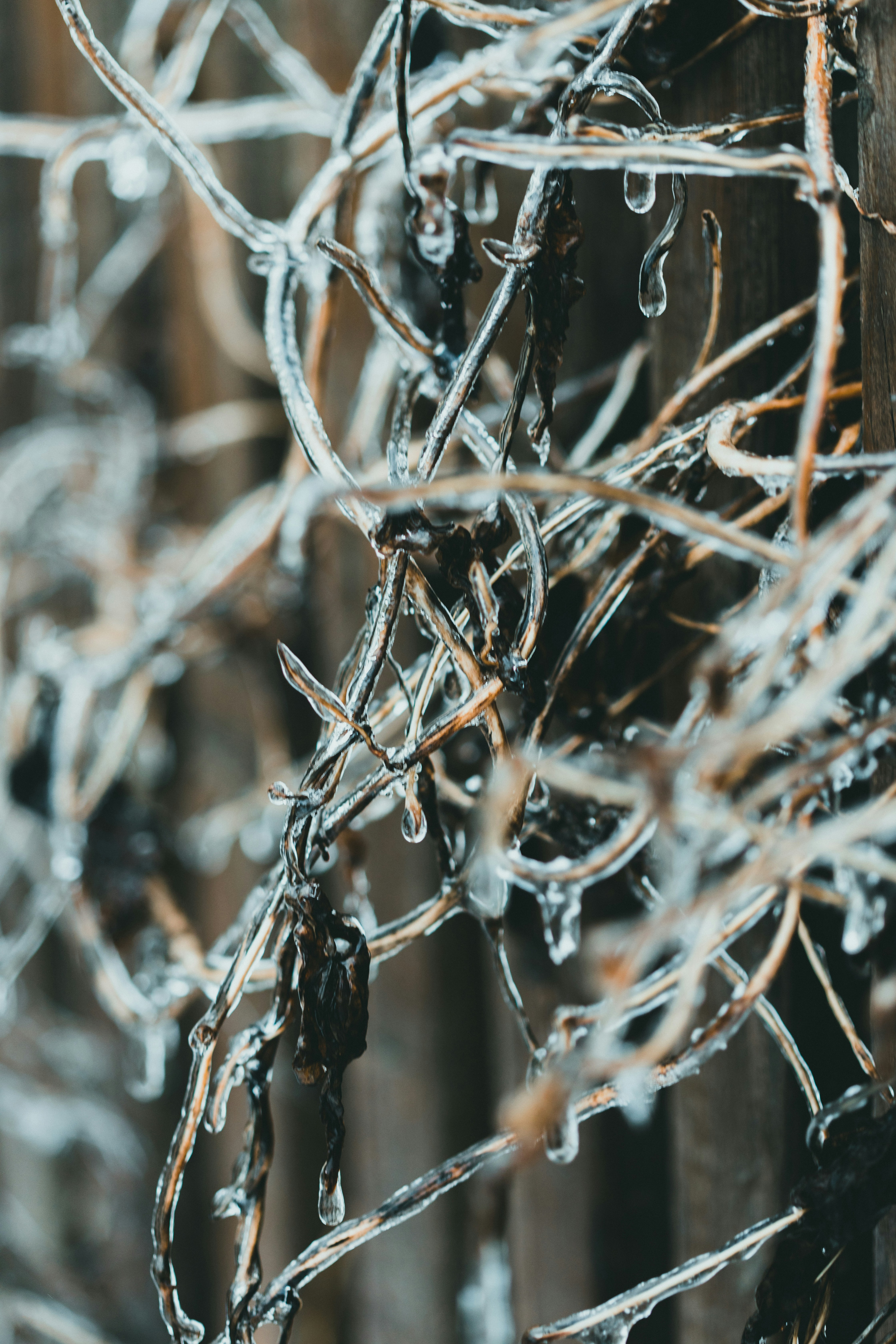 Icy Tangle: Frigid Cables Clinging to Weathered Wood