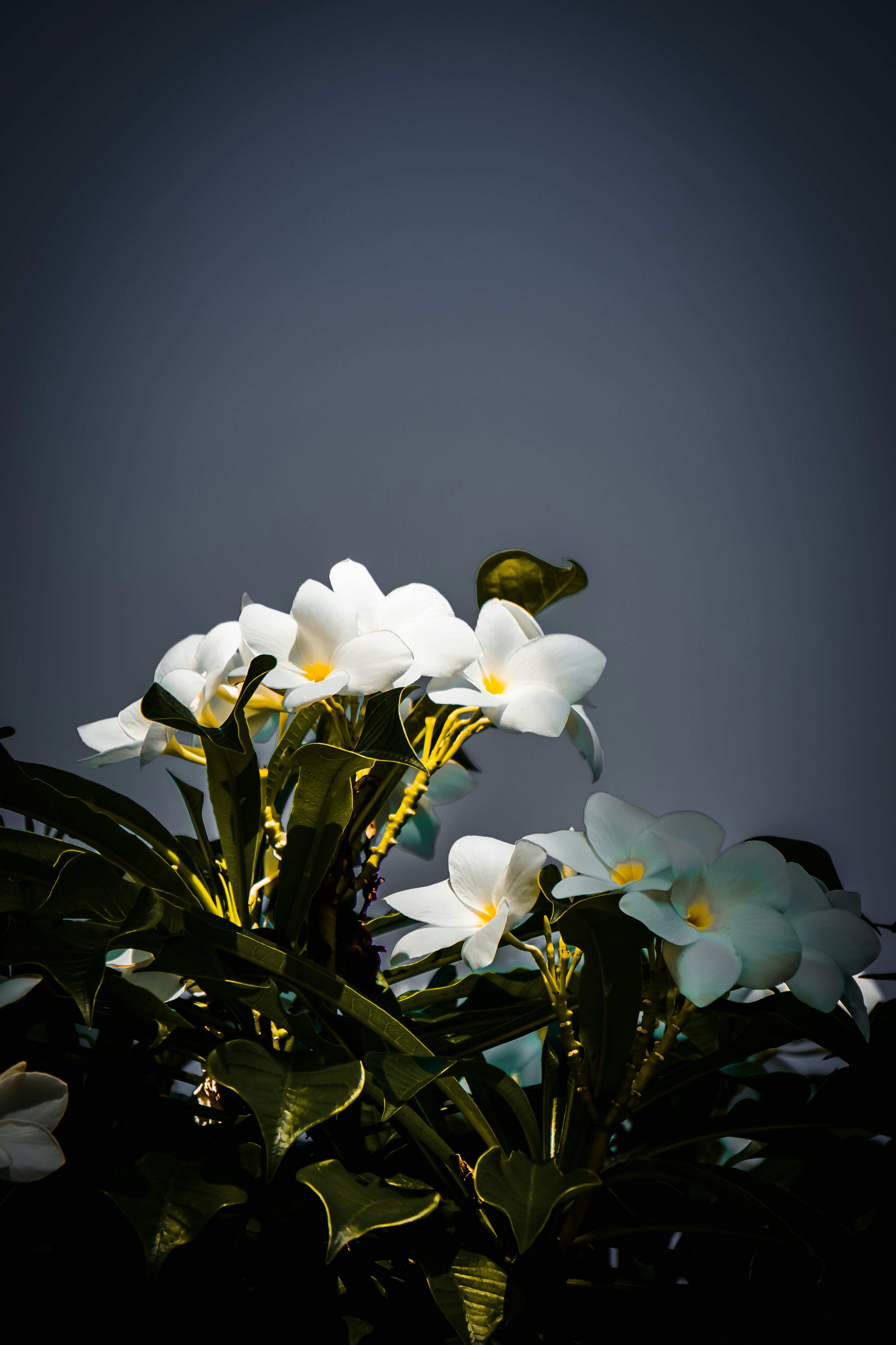 Sunlit Plumeria Crest Against a Velvet Sky
