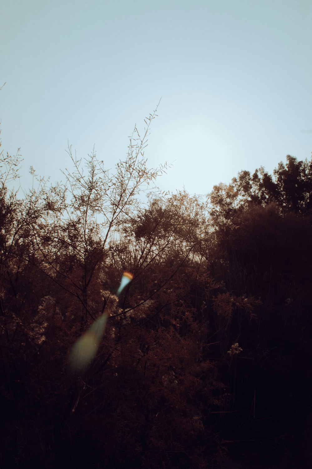 Foto El sol brilla intensamente a través de los árboles – Imagen Reino ... Foto El sol brilla intensamente a través de los árboles – Imagen Reino ...