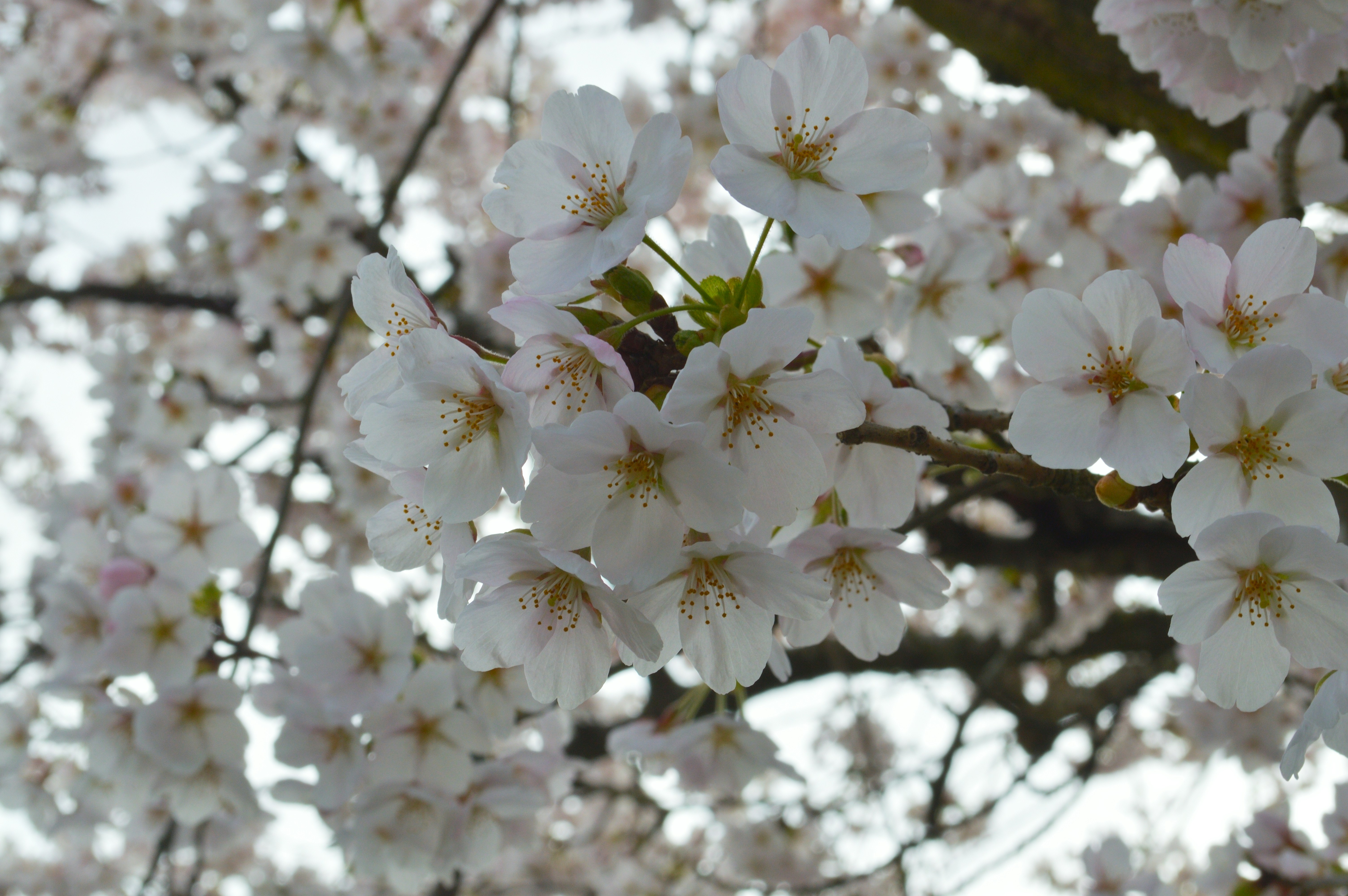 Delicate cherry blossoms in full bloom, showcasing intricate petals and subtle pink hues against a soft background.