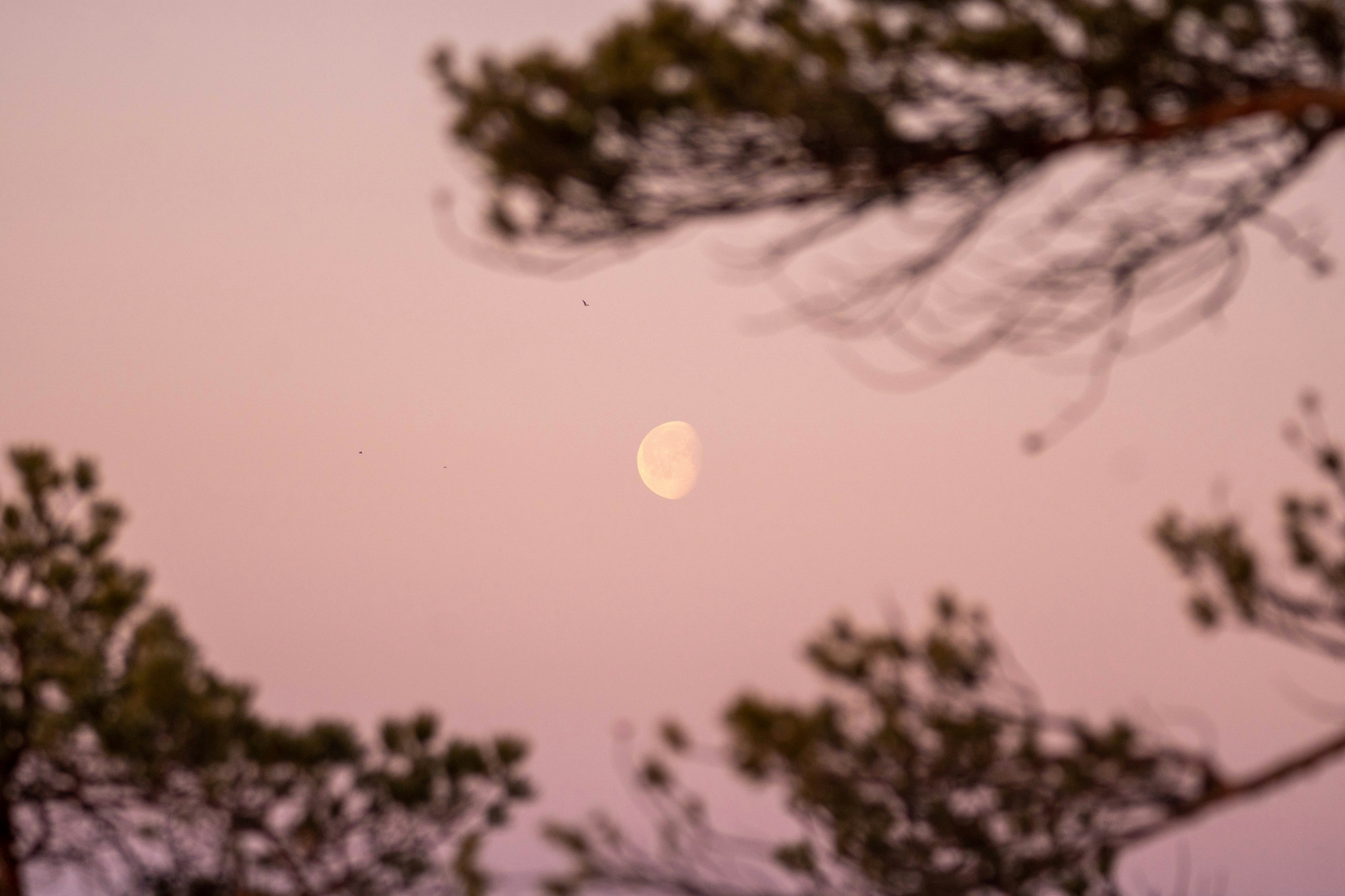 A full moon seen through the branches of a tree photo – Free Estonia ...