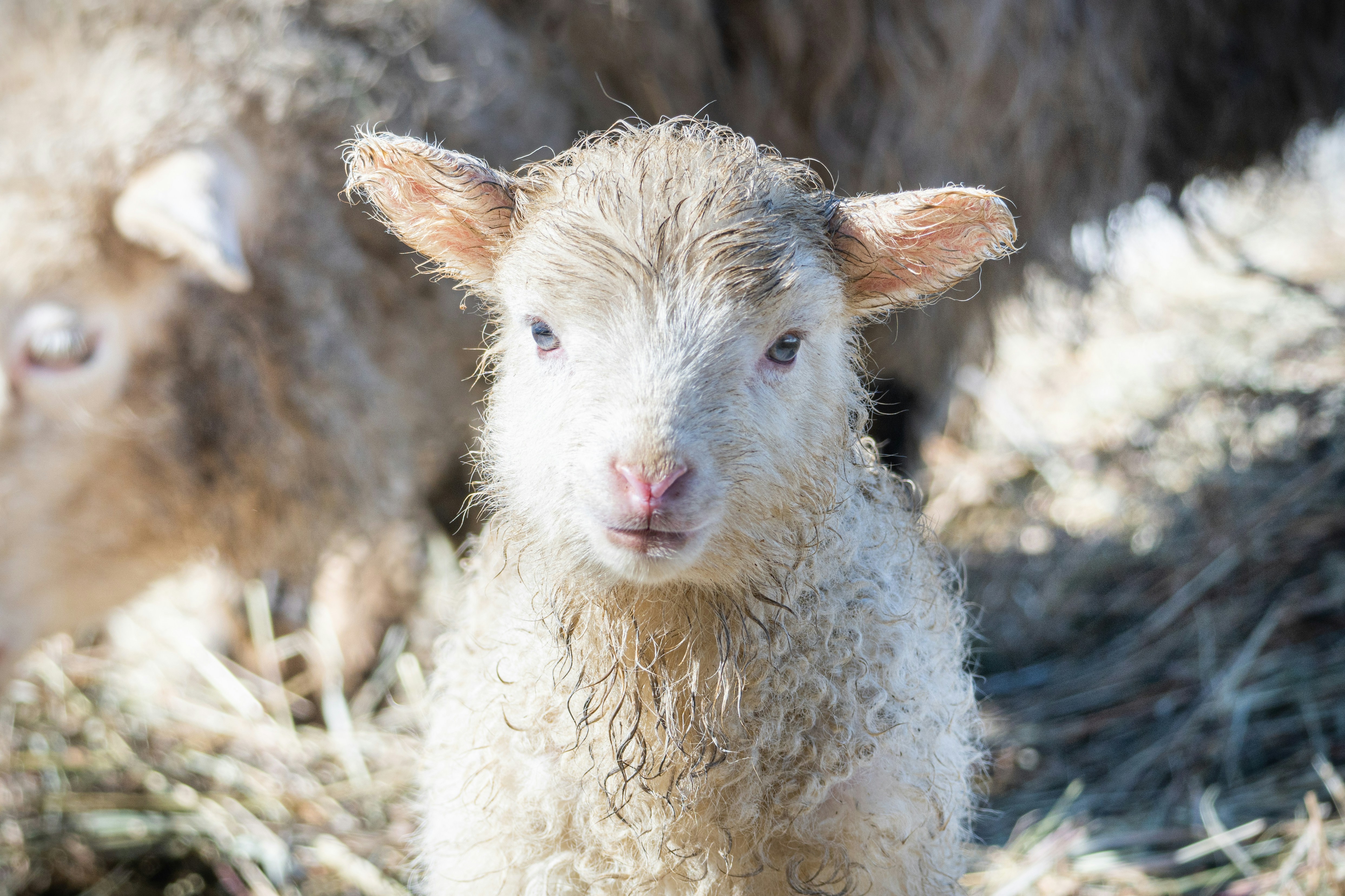 A young lamb with fluffy wool gazes curiously at the camera, surrounded by a natural setting. The soft light highlights its features beautifully.