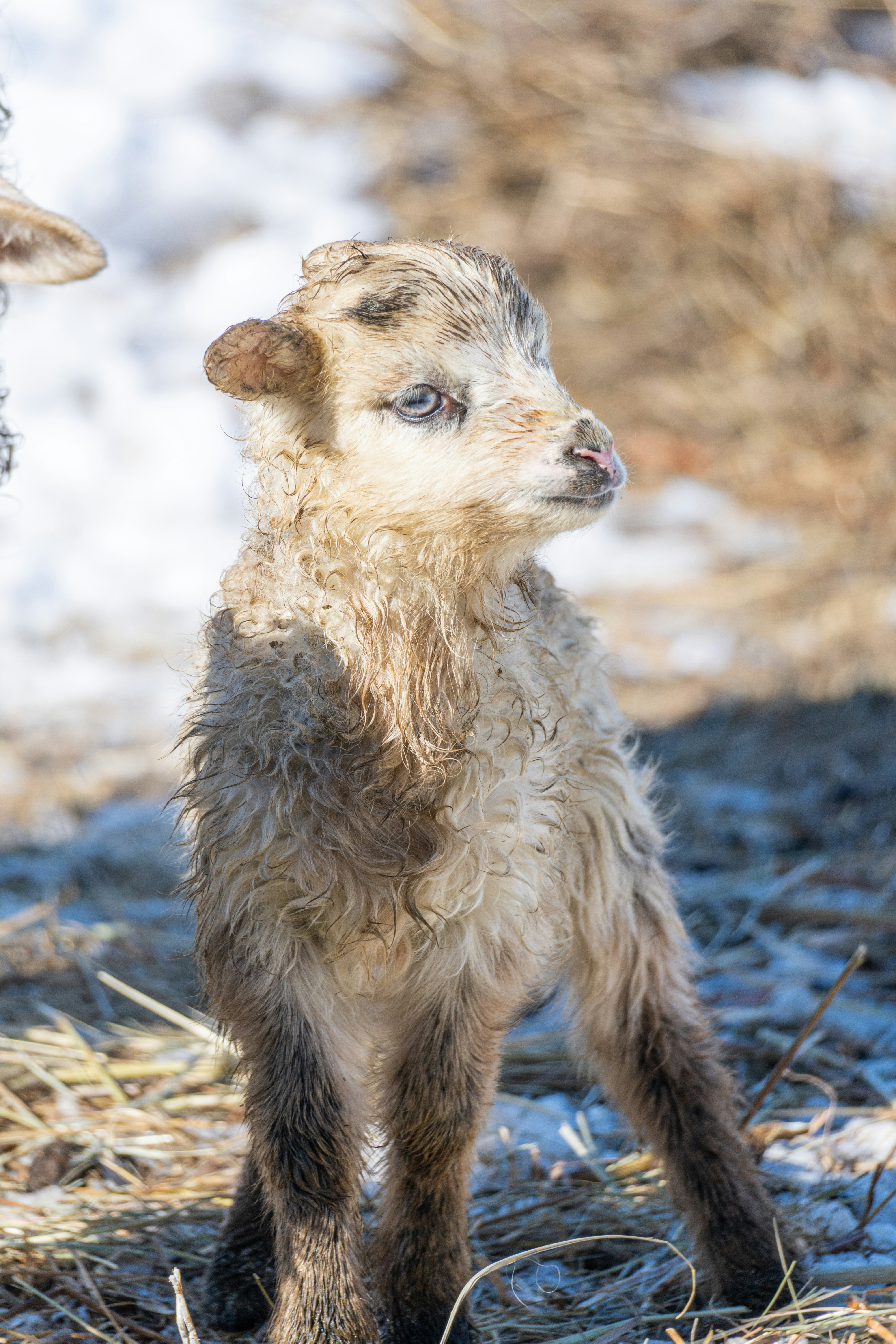 Un bébé chèvre debout au sommet d’un champ d’herbe sèche photo – Photo ...