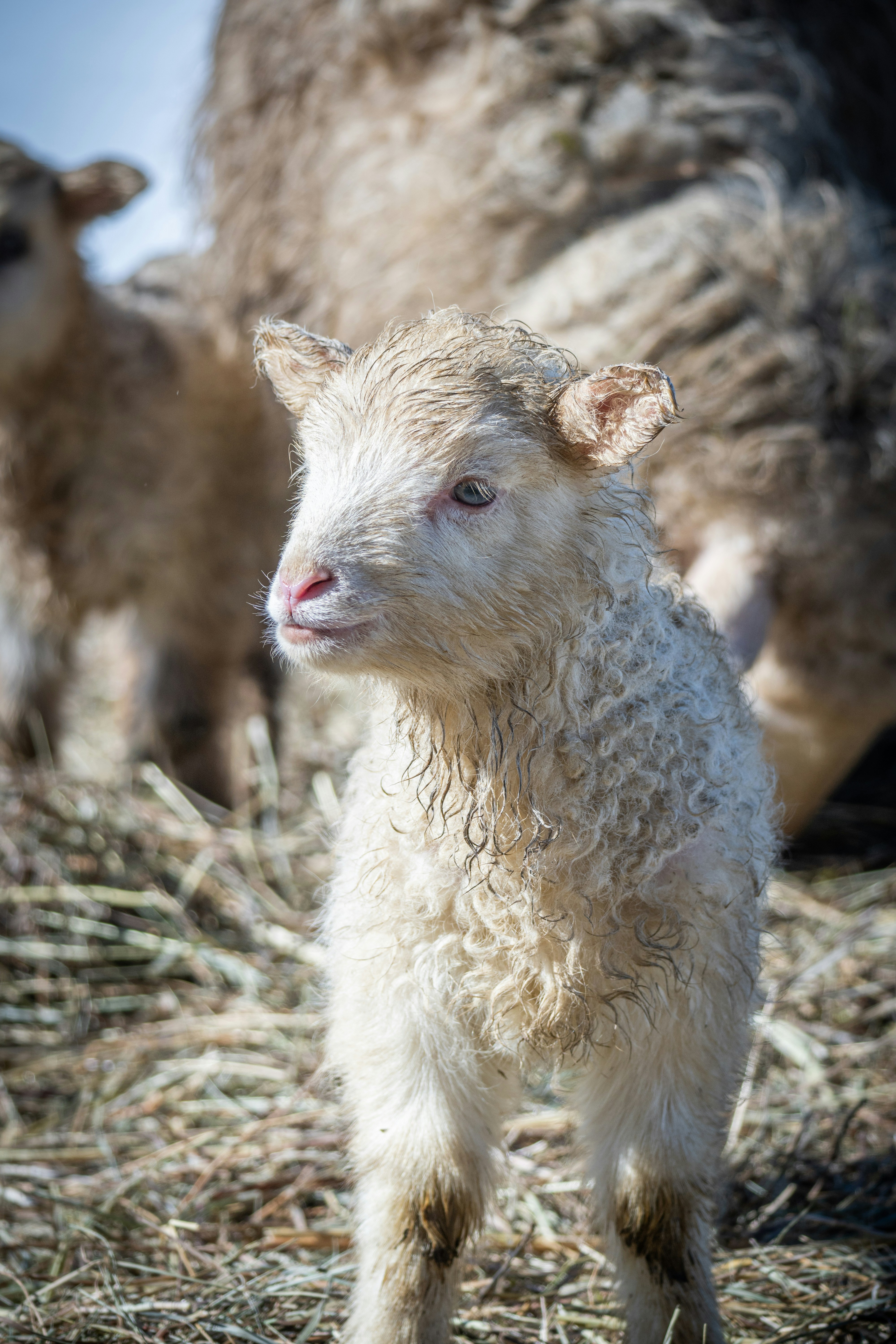 Curly-haired lamb exploring its surroundings on a sunny day, with a gentle expression and soft fleece. The background features blurred sheep, adding context to its environment.