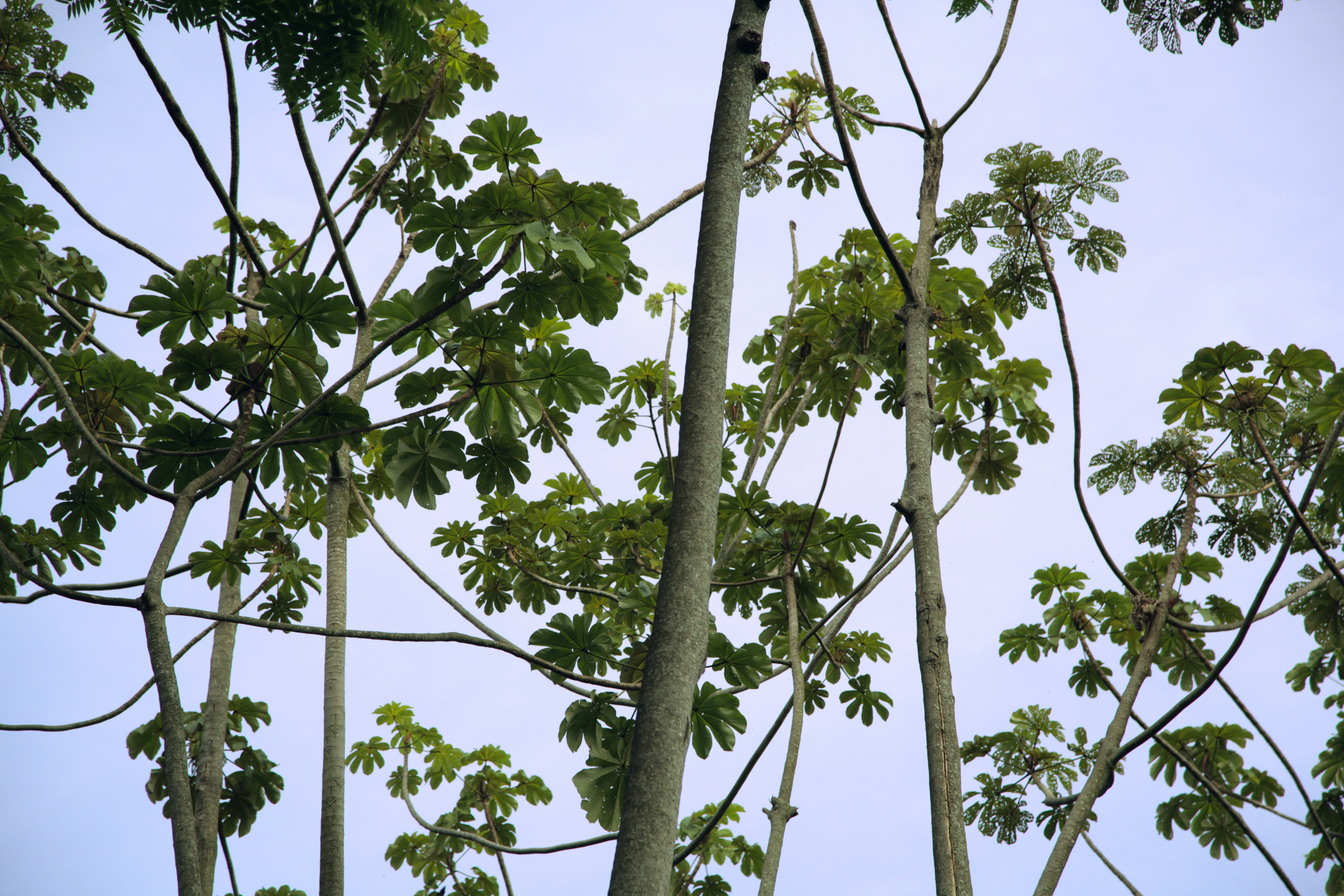 Lattice of Limbs: Canopy Geometry Against a Soft Sky