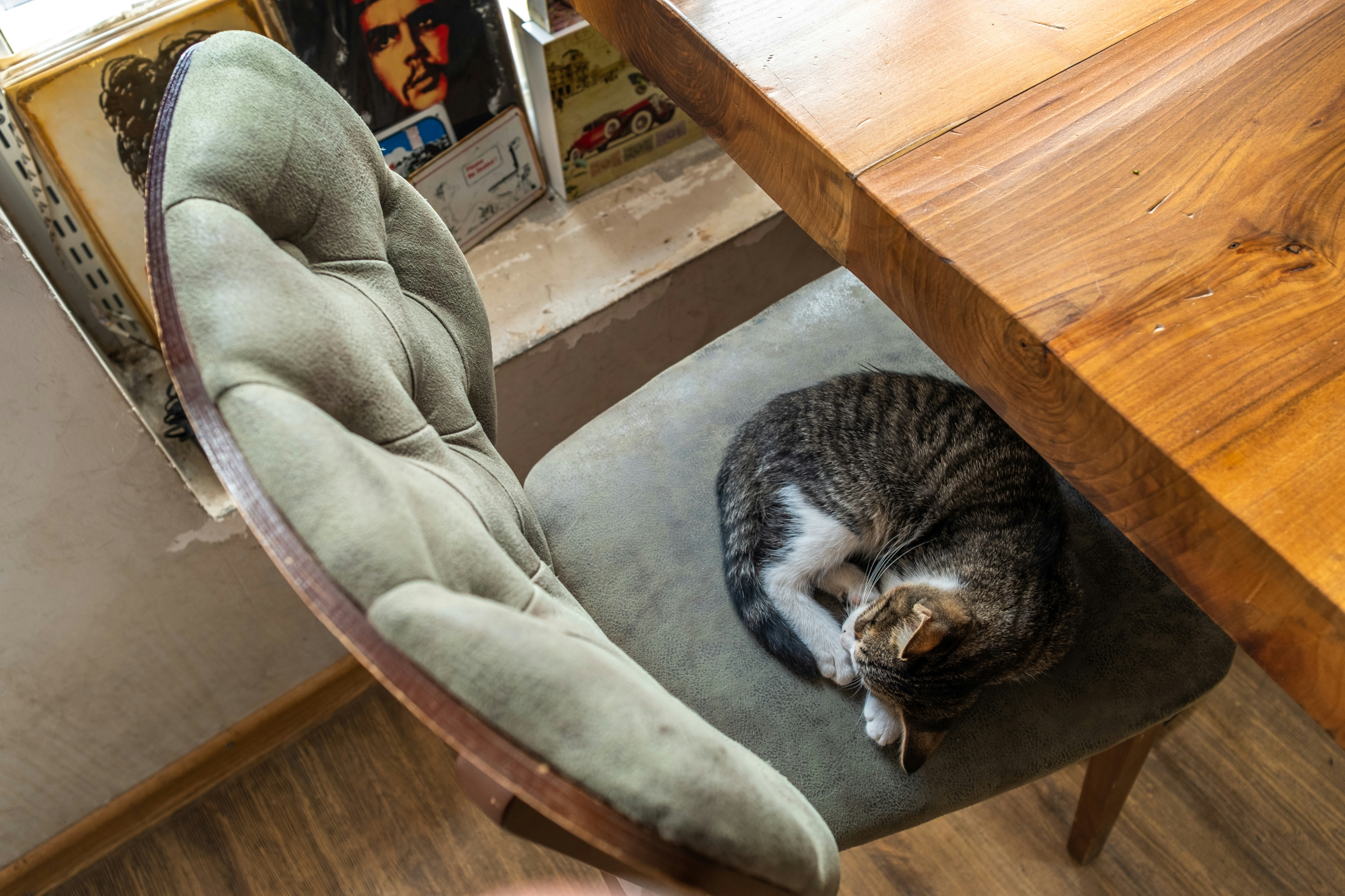 A curled-up cat rests peacefully on a plush chair beside a wooden table, surrounded by vintage decor. The scene evokes a sense of warmth and tranquility.