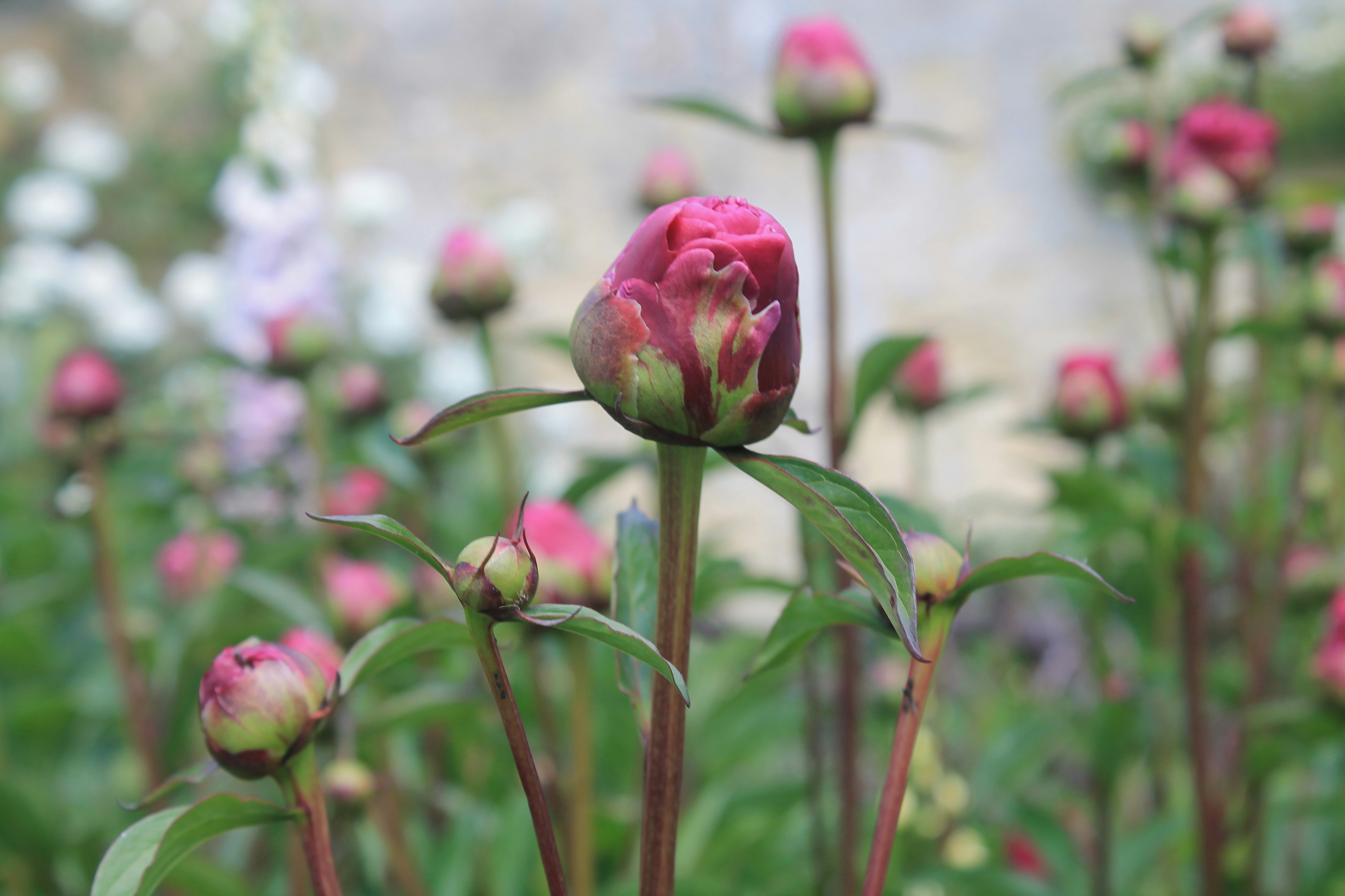 Foto Un ramo de flores que están en la hierba – Imagen Capullo de rosa ...