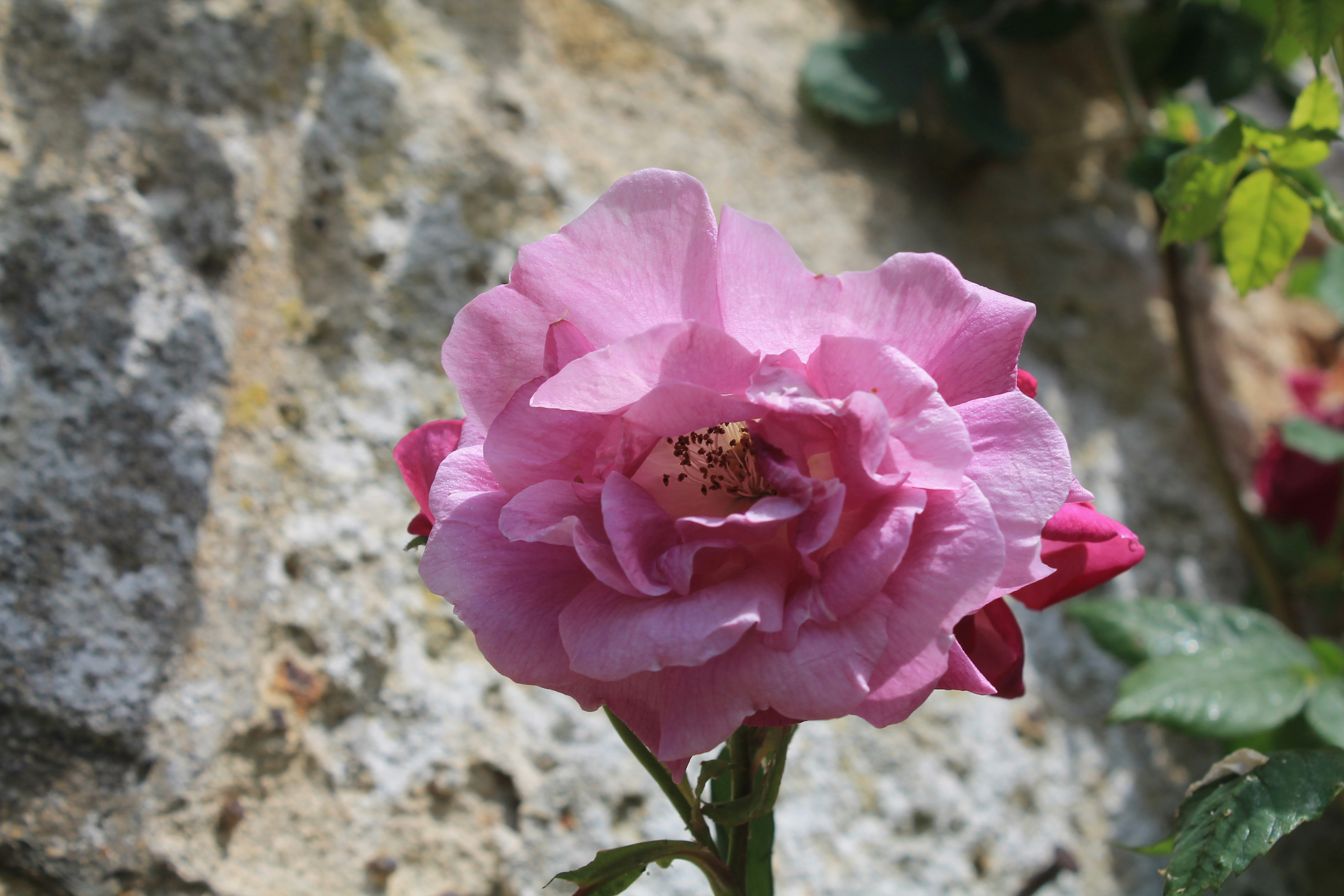 a pink flower is blooming in front of a rock wall