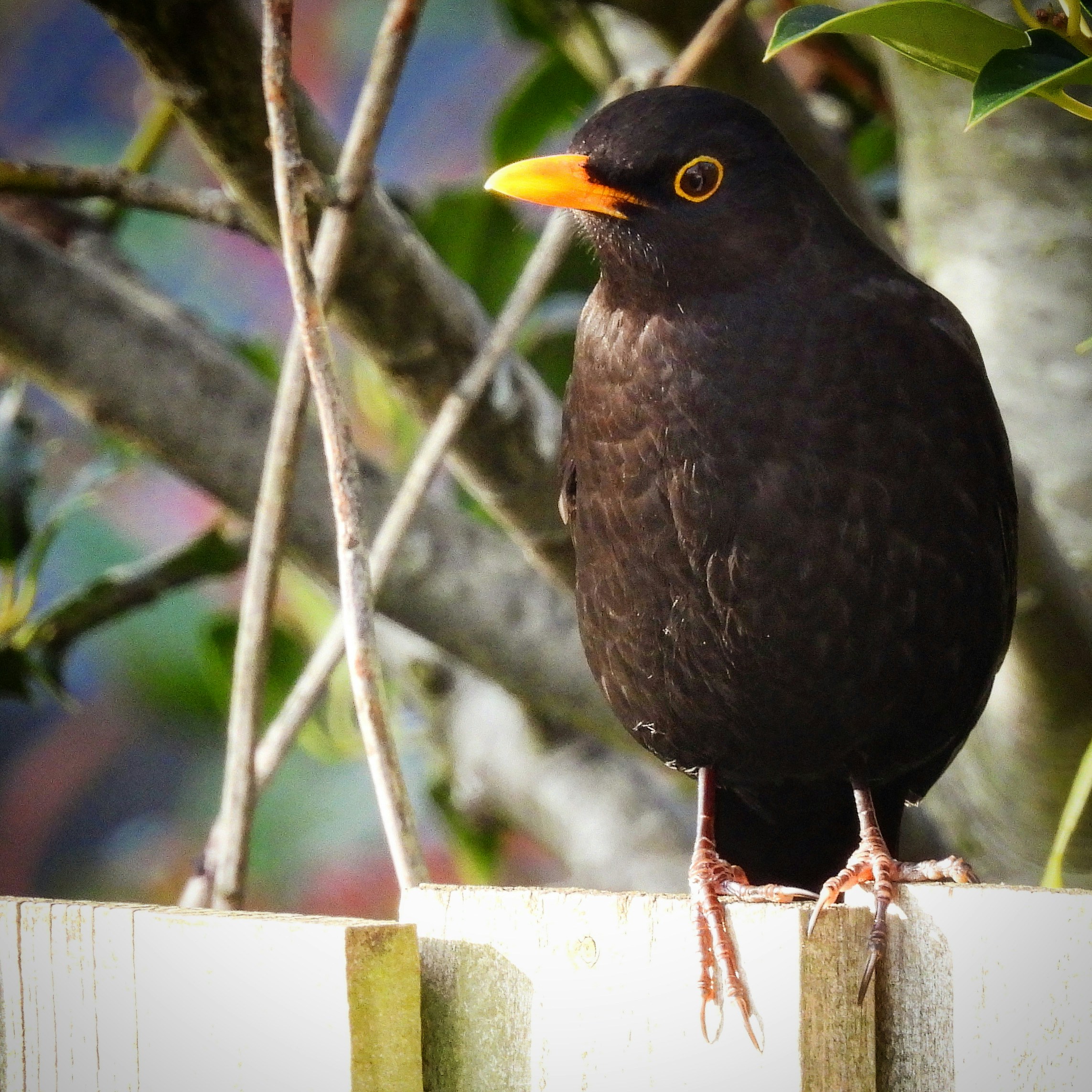 Un oiseau noir assis au sommet d’une clôture en bois photo – Photo ...