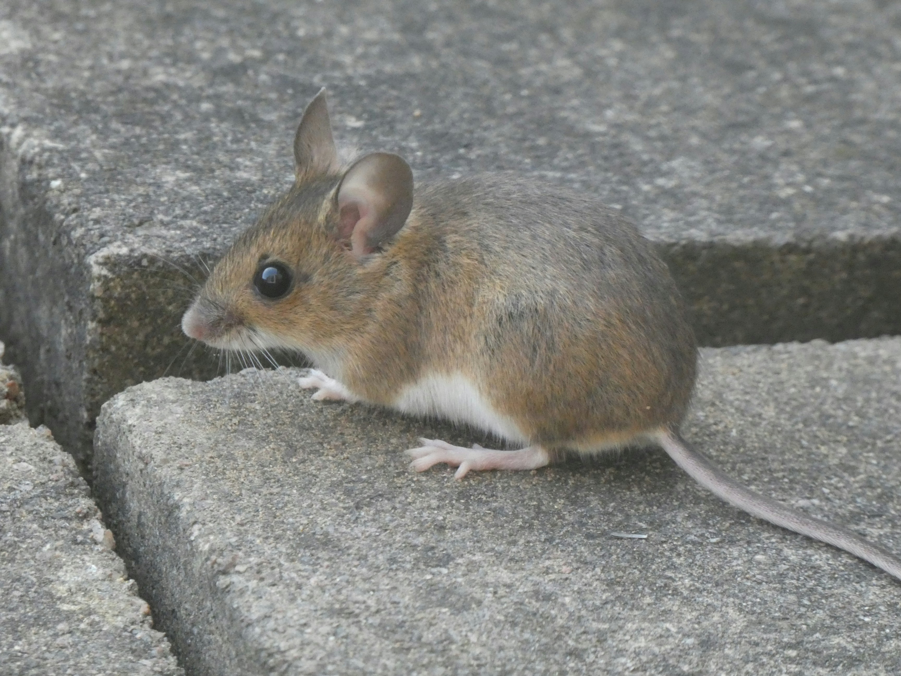 Wood mouse  | a small mouse sitting on top of a cement block