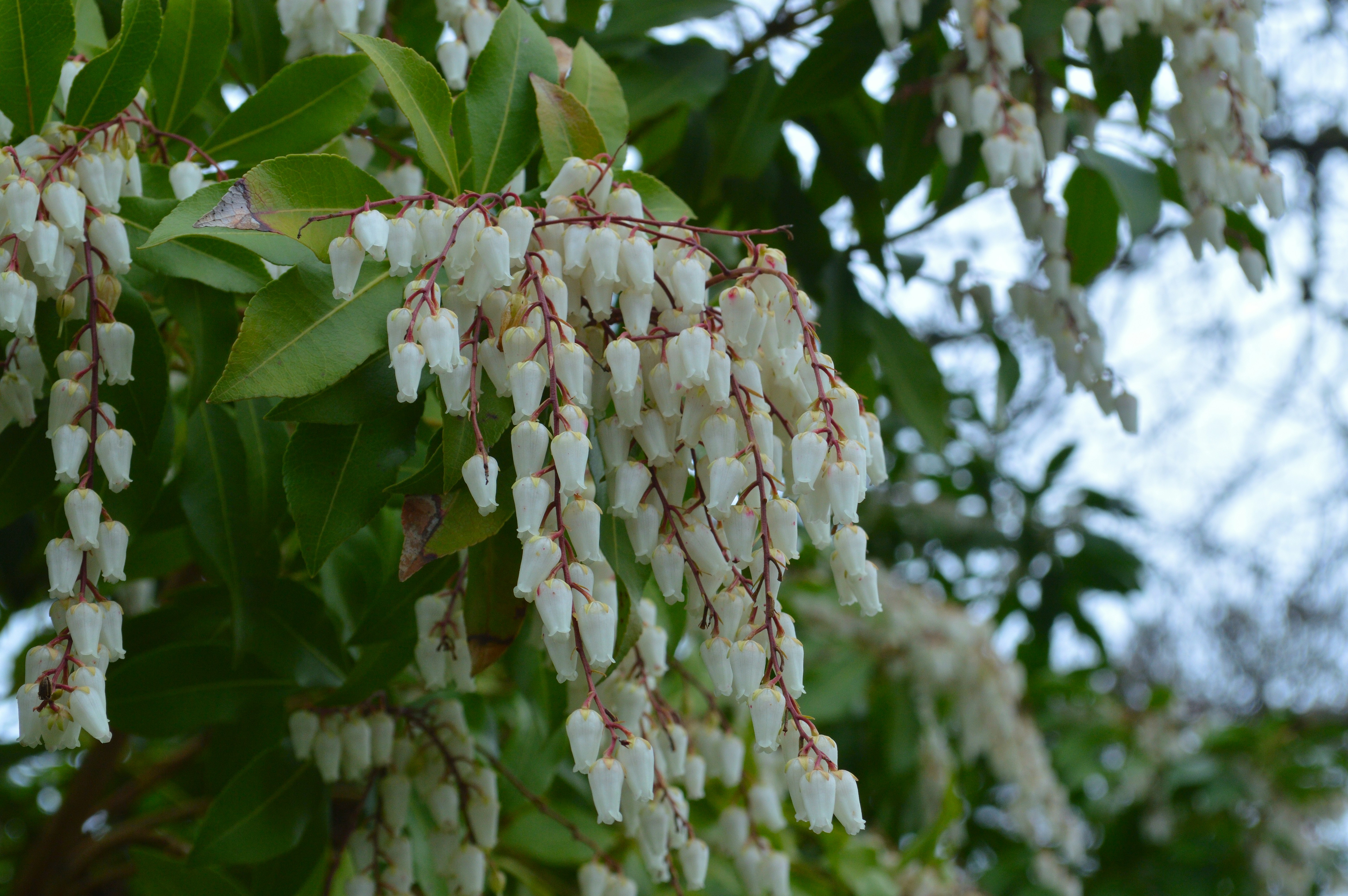 Hanging White Flowers