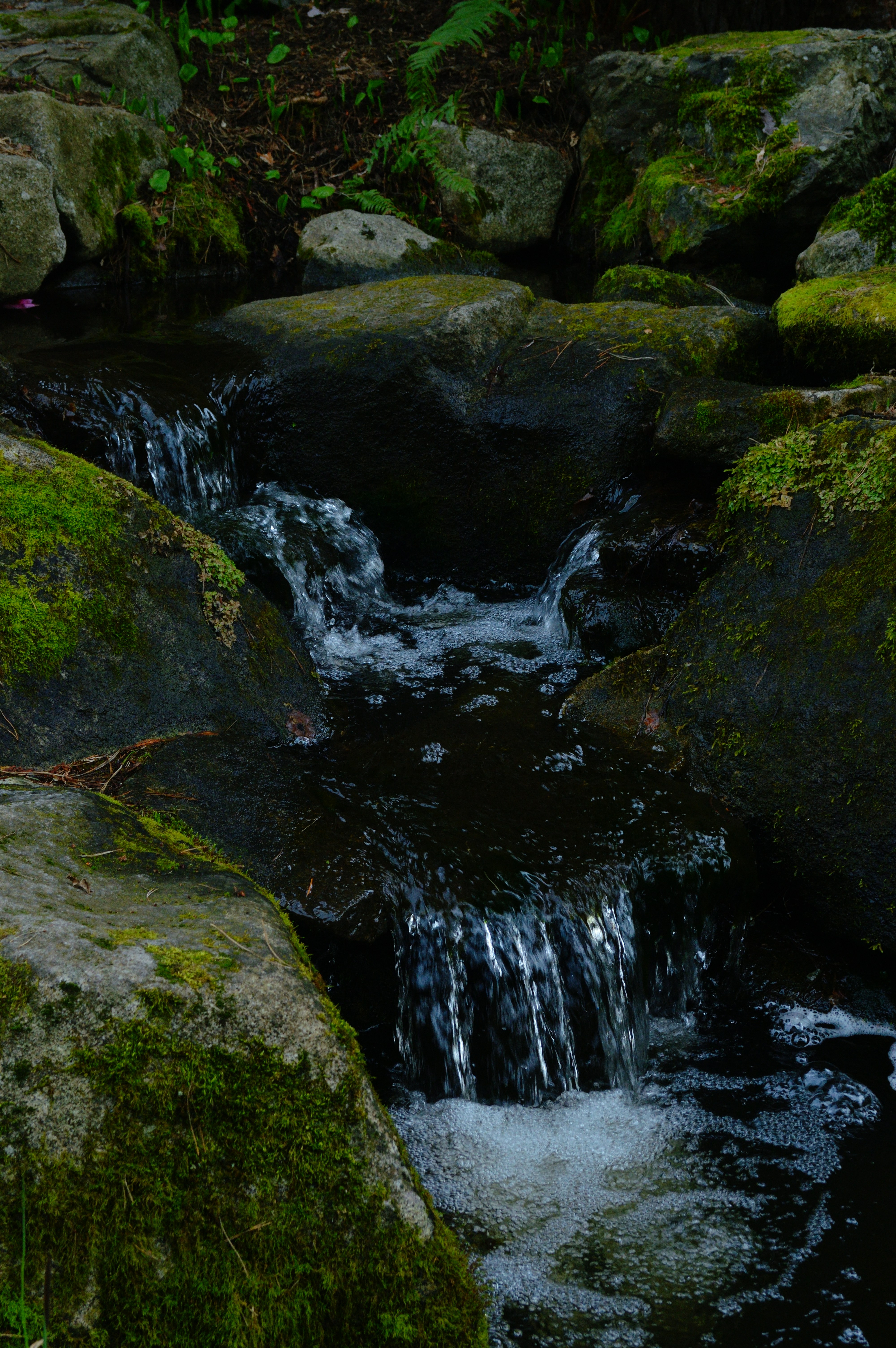 A stream of water running through a lush green forest photo – Free ...