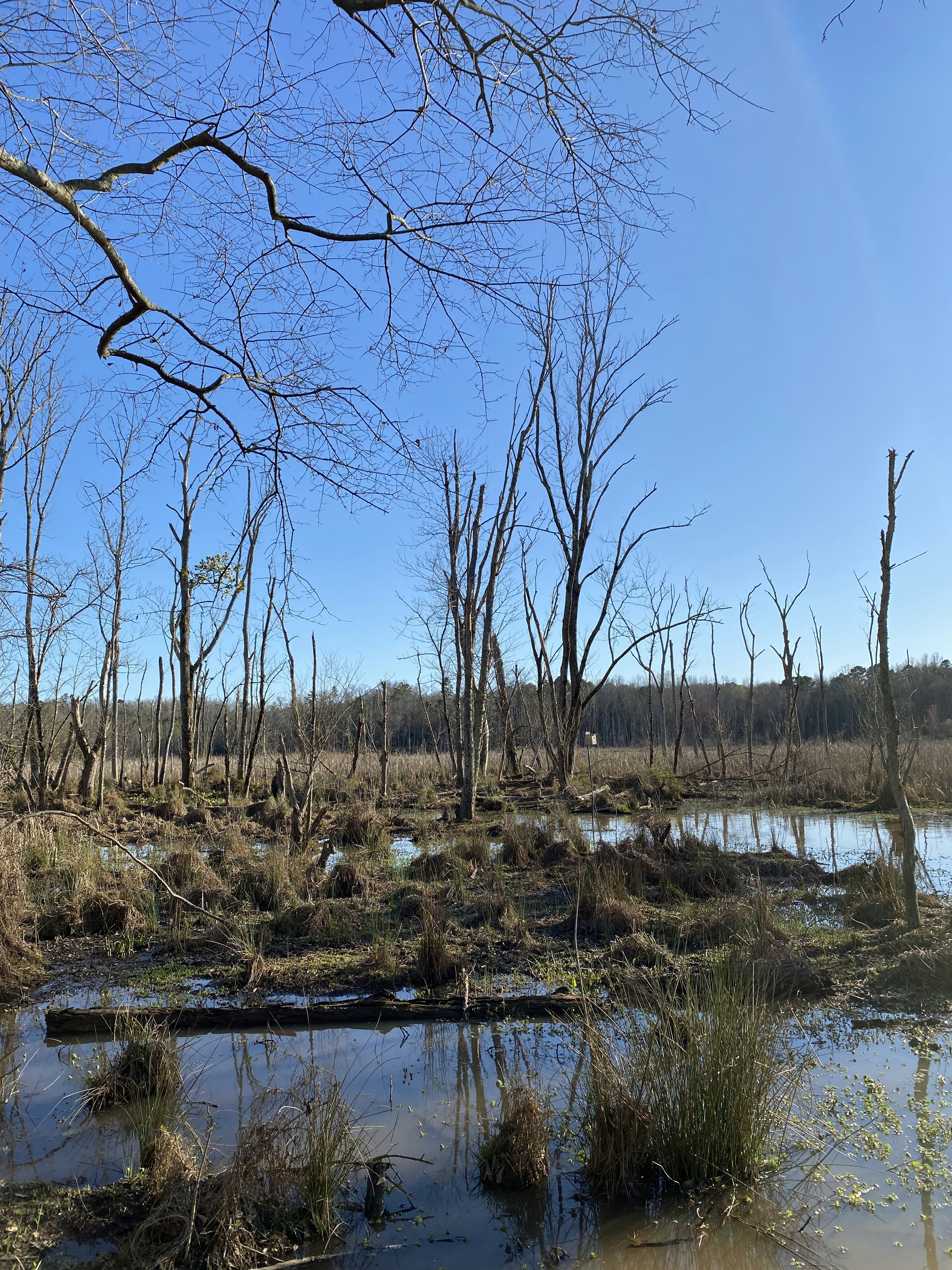 A swamp filled with lots of water surrounded by trees photo – Free Blue ...