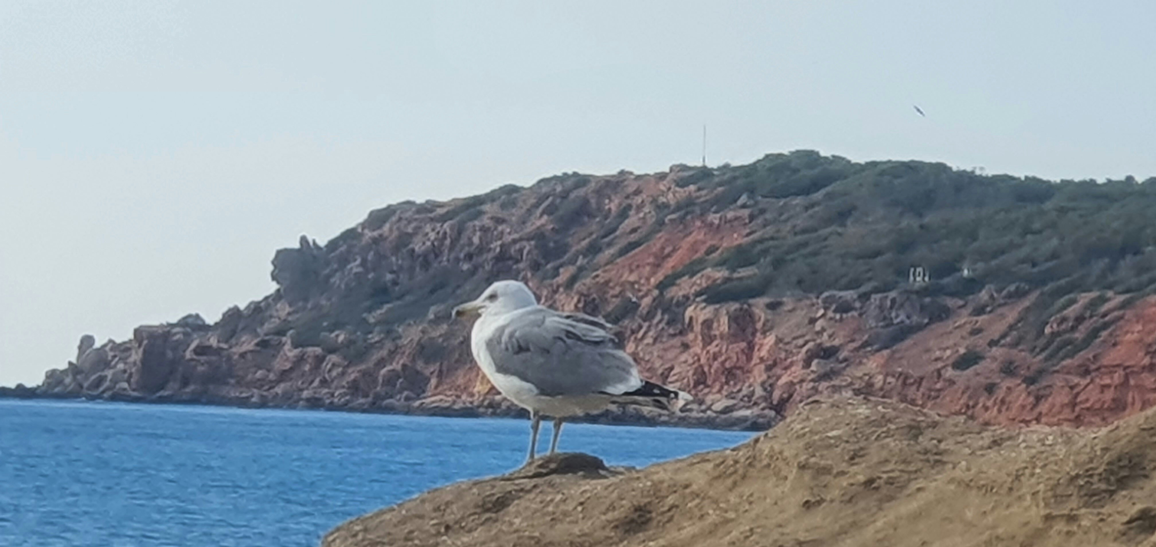 a seagull sitting on a rock near the ocean