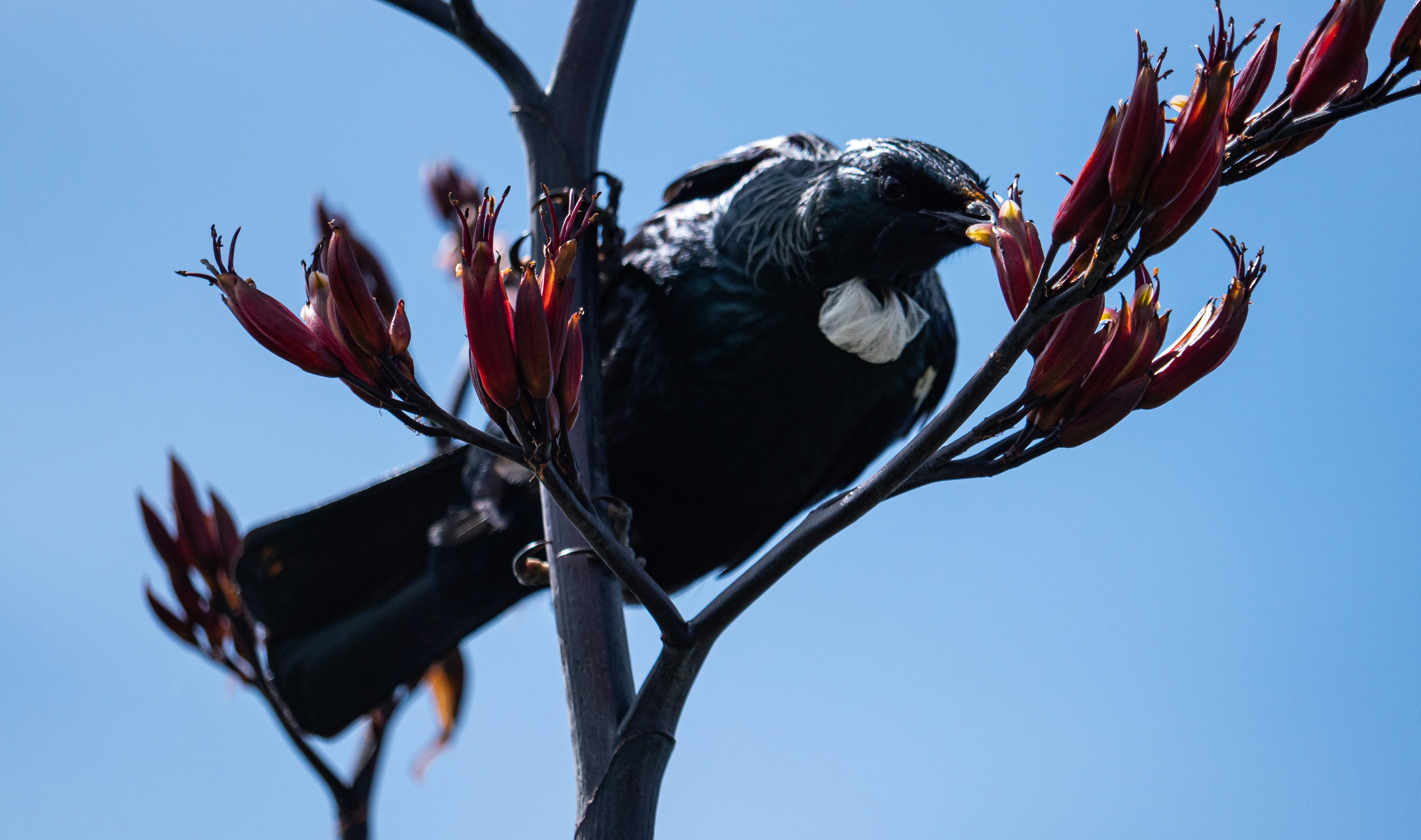Midair silhouette: a crow perched among crimson buds against a cobalt sky