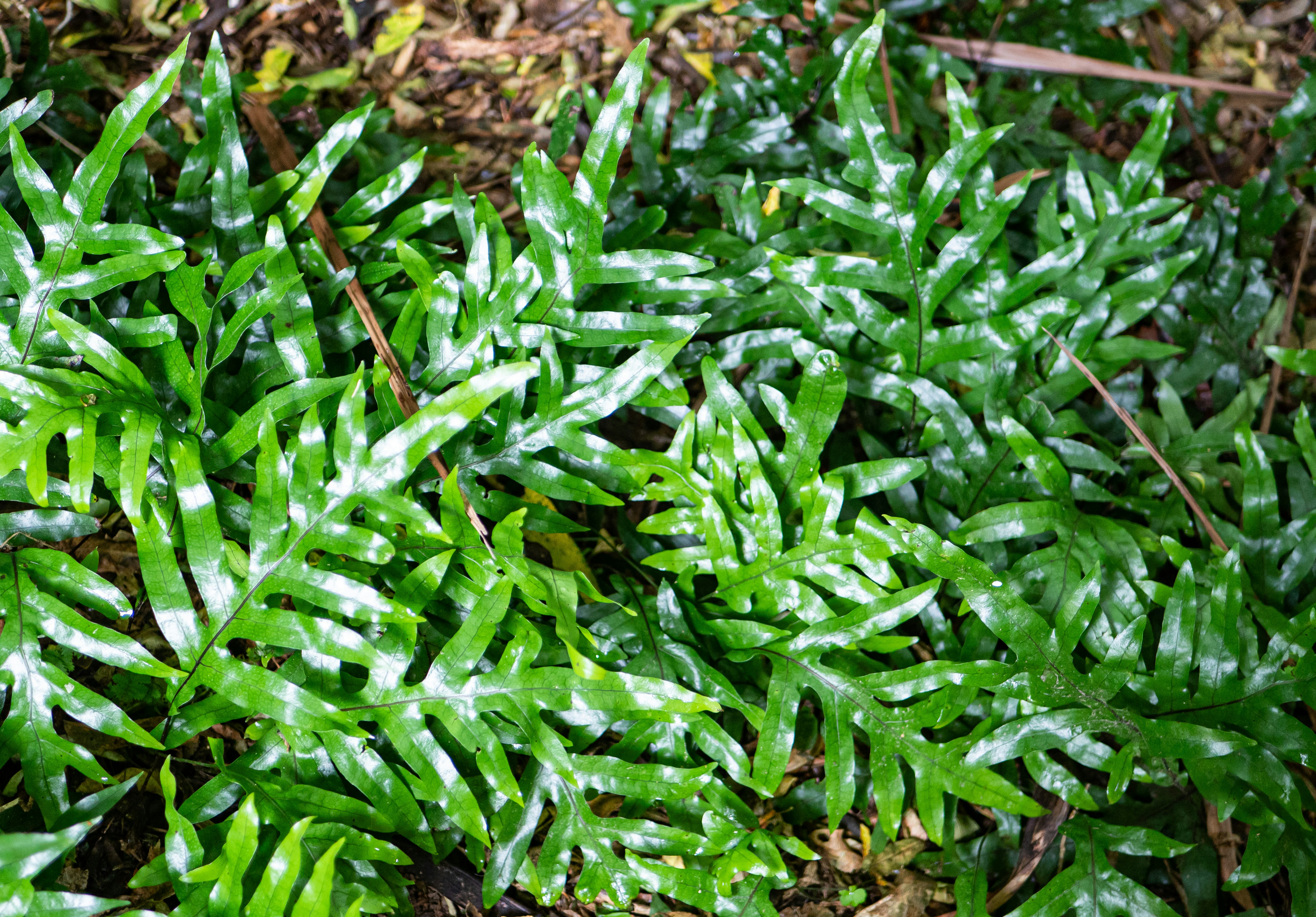 Lush Fern Understory: Vibrant Green Fronds on Forest Floor
