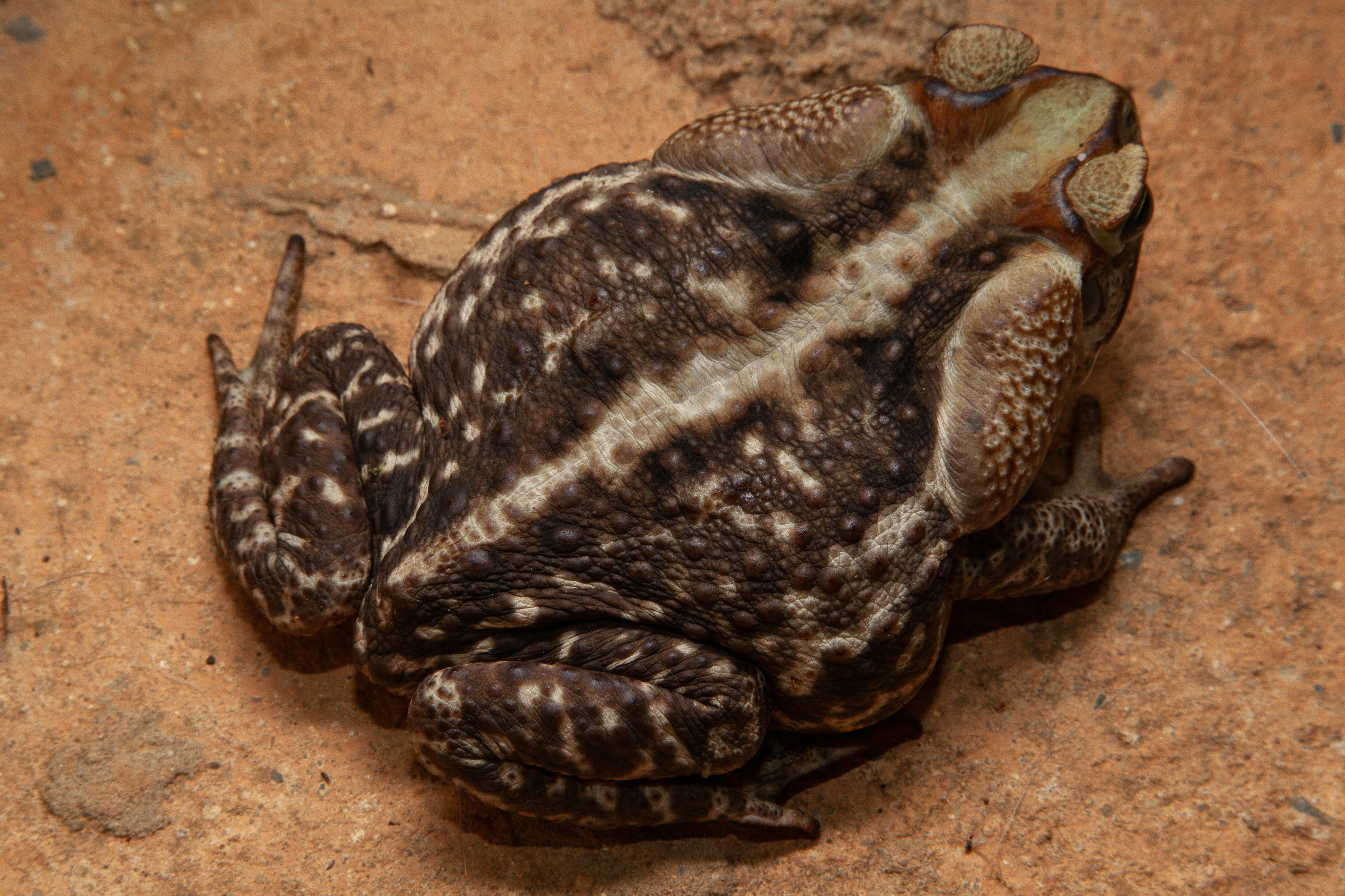 A close up of a frog on the ground photo – Free Brazil Image on Unsplash