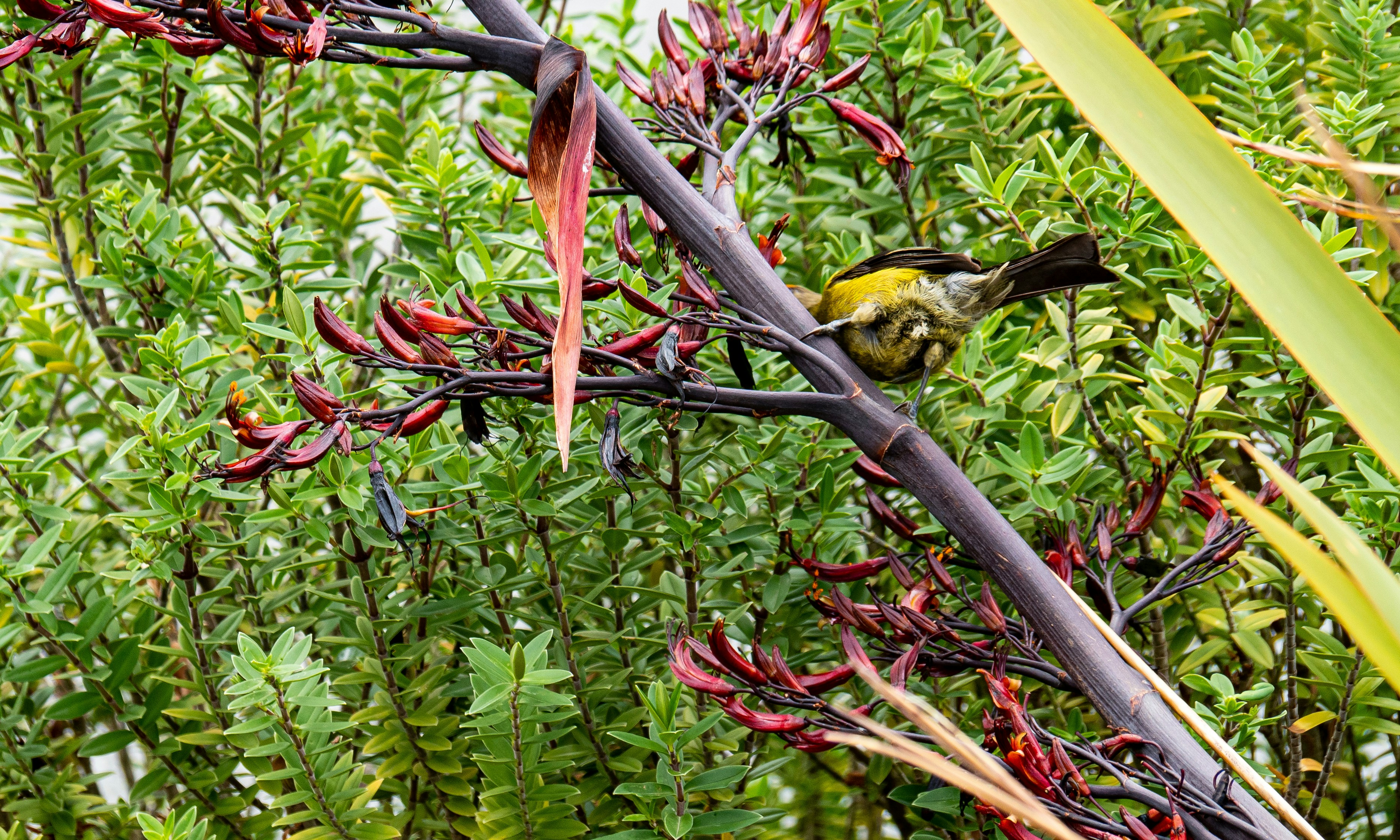 Yellow-throated Warbler amid a tangle of leaves and stems