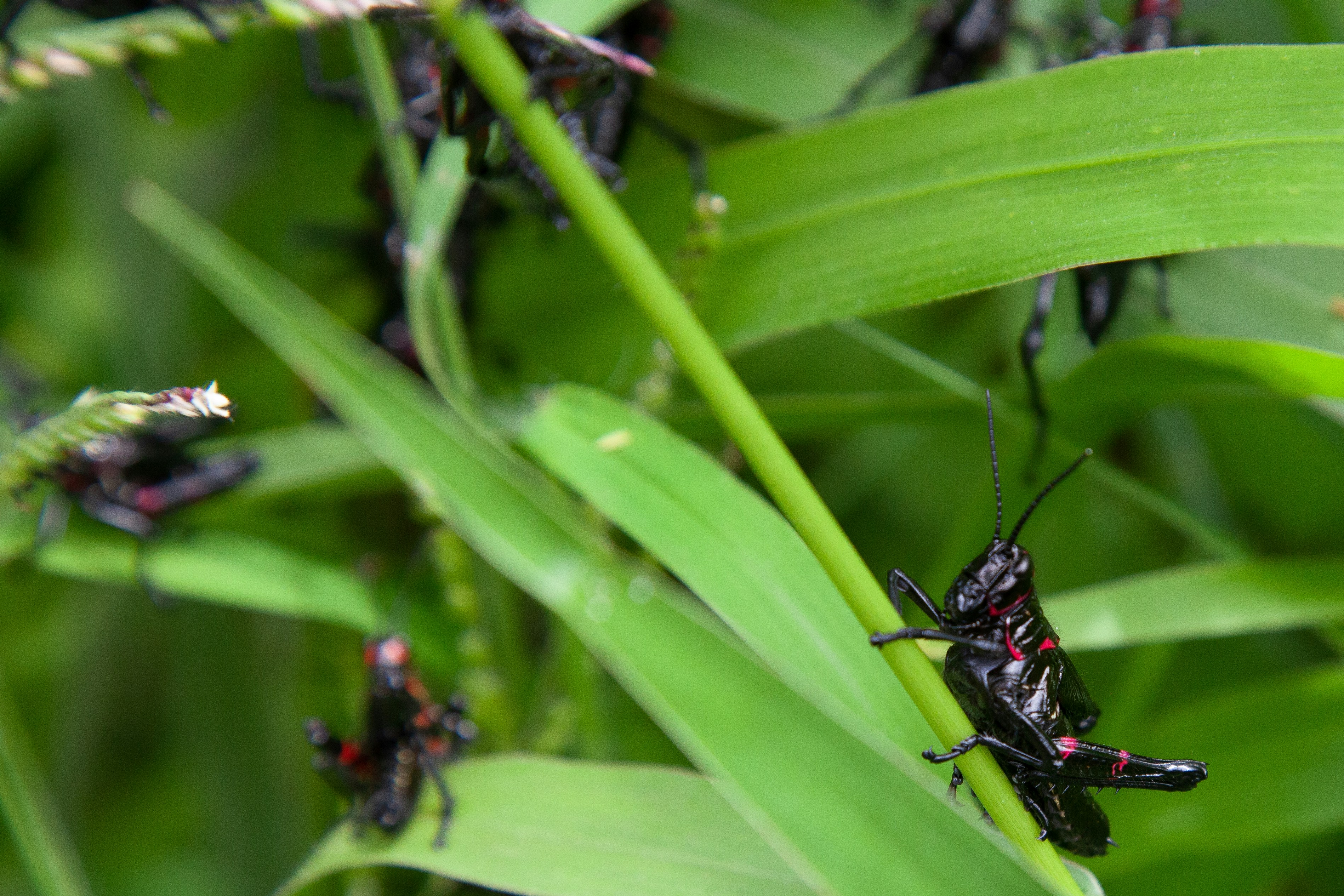 Gros plan d’un insecte sur une plante photo – Photo Vert Gratuite sur ...