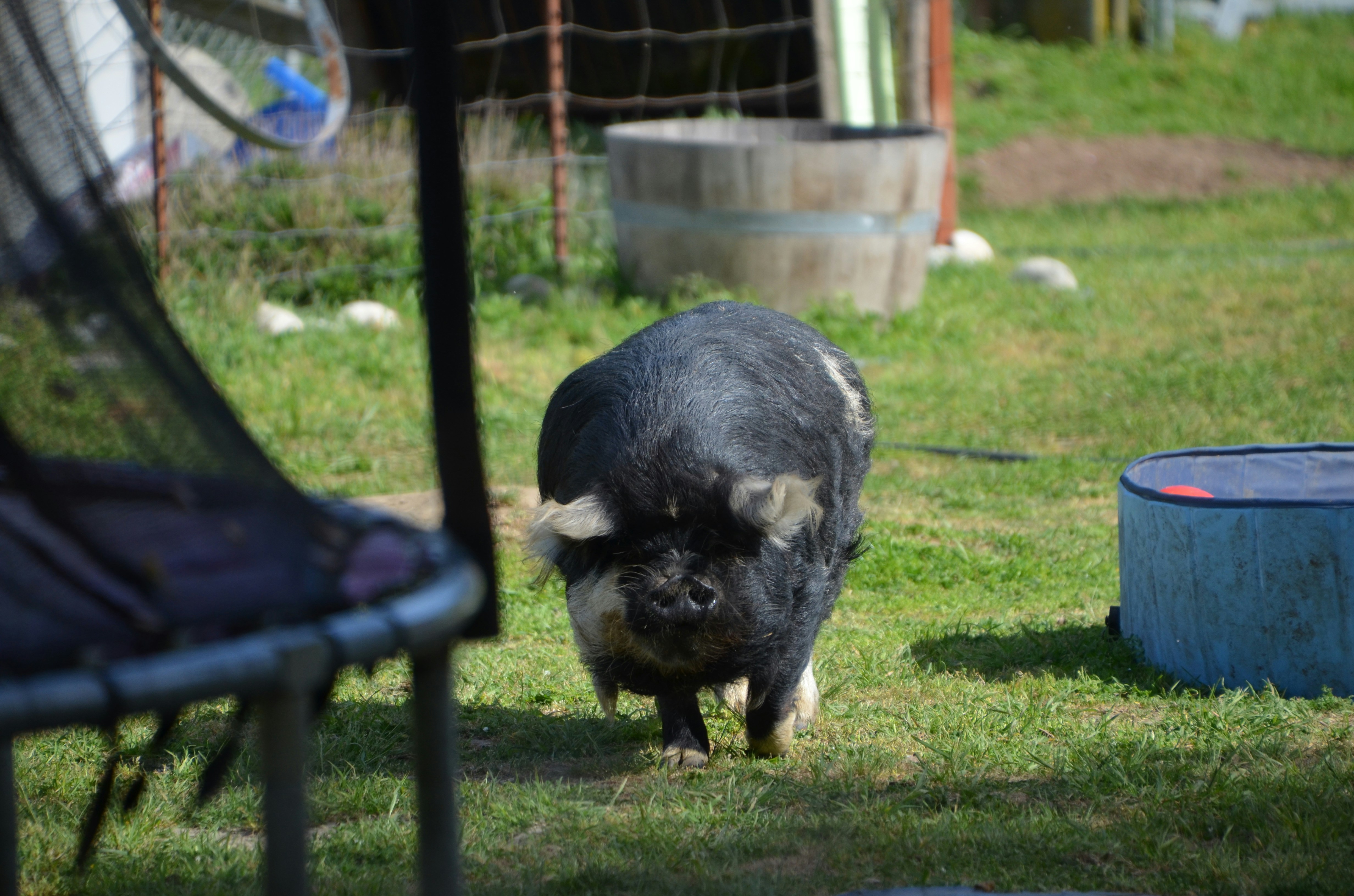 A black pig trots across a grassy area, surrounded by outdoor elements like a trampoline and containers. The scene captures the essence of farm life.