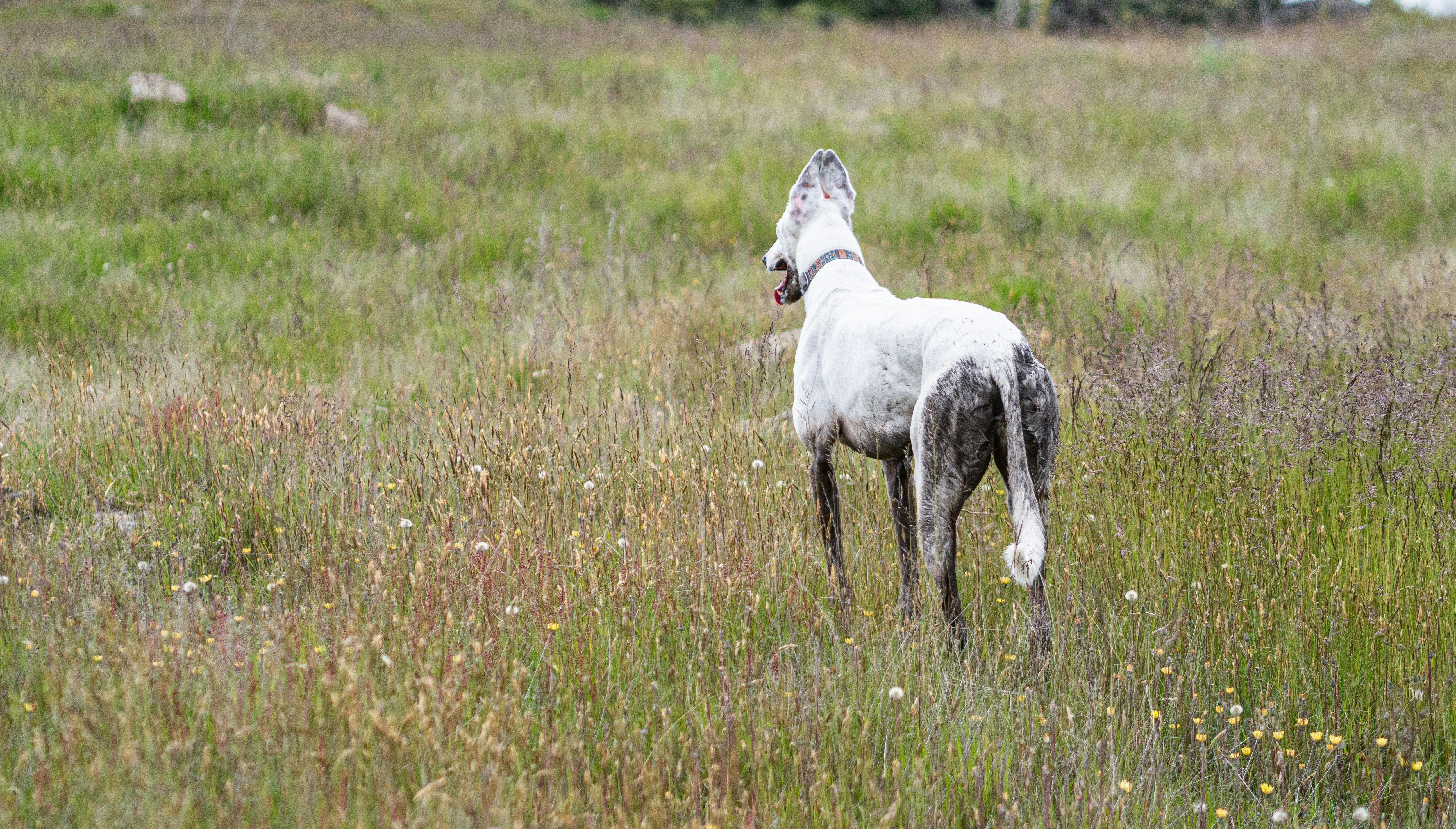 a white and black dog standing in a field