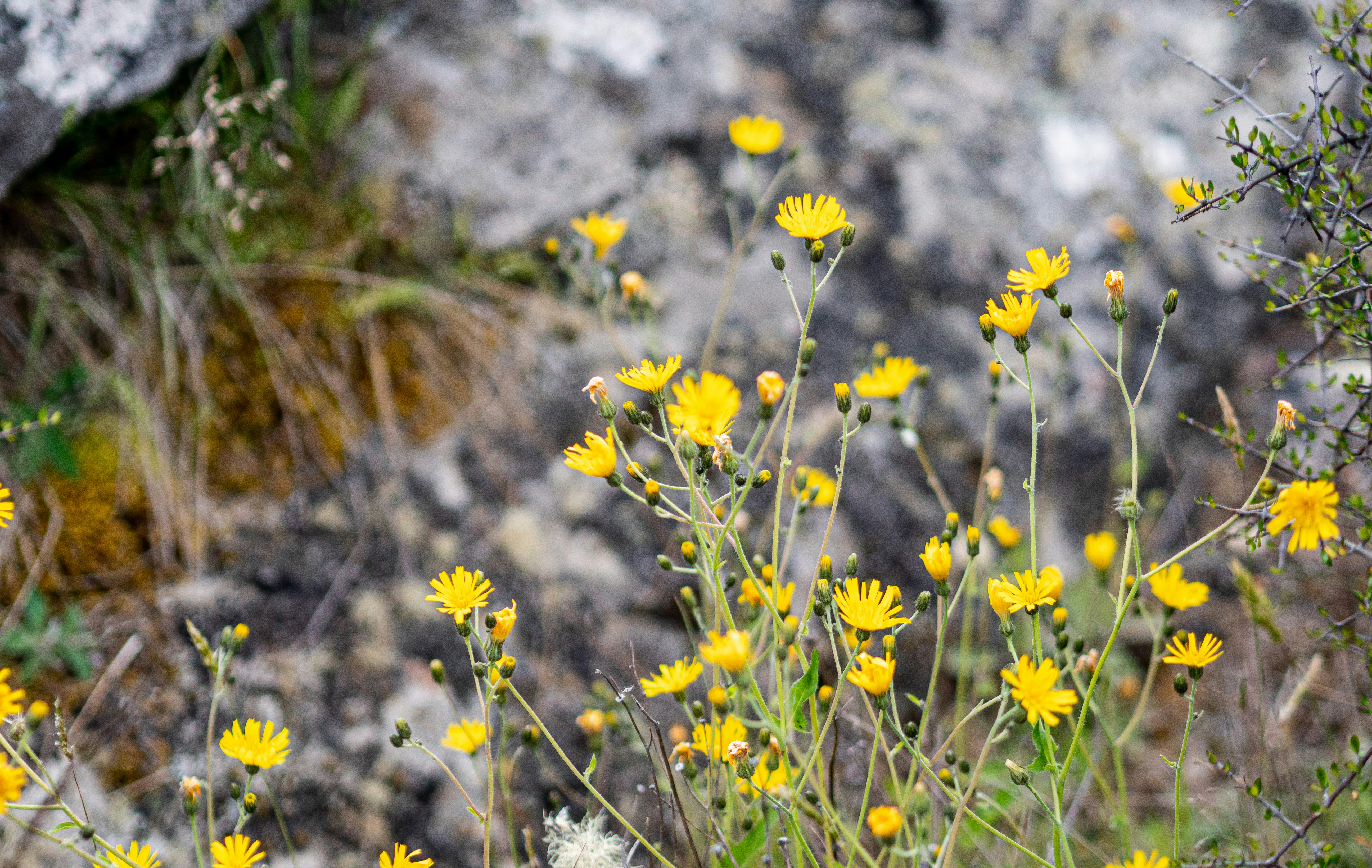 Sunlit Daisies Crowned by Stone: A Moment on a Rugged Slope