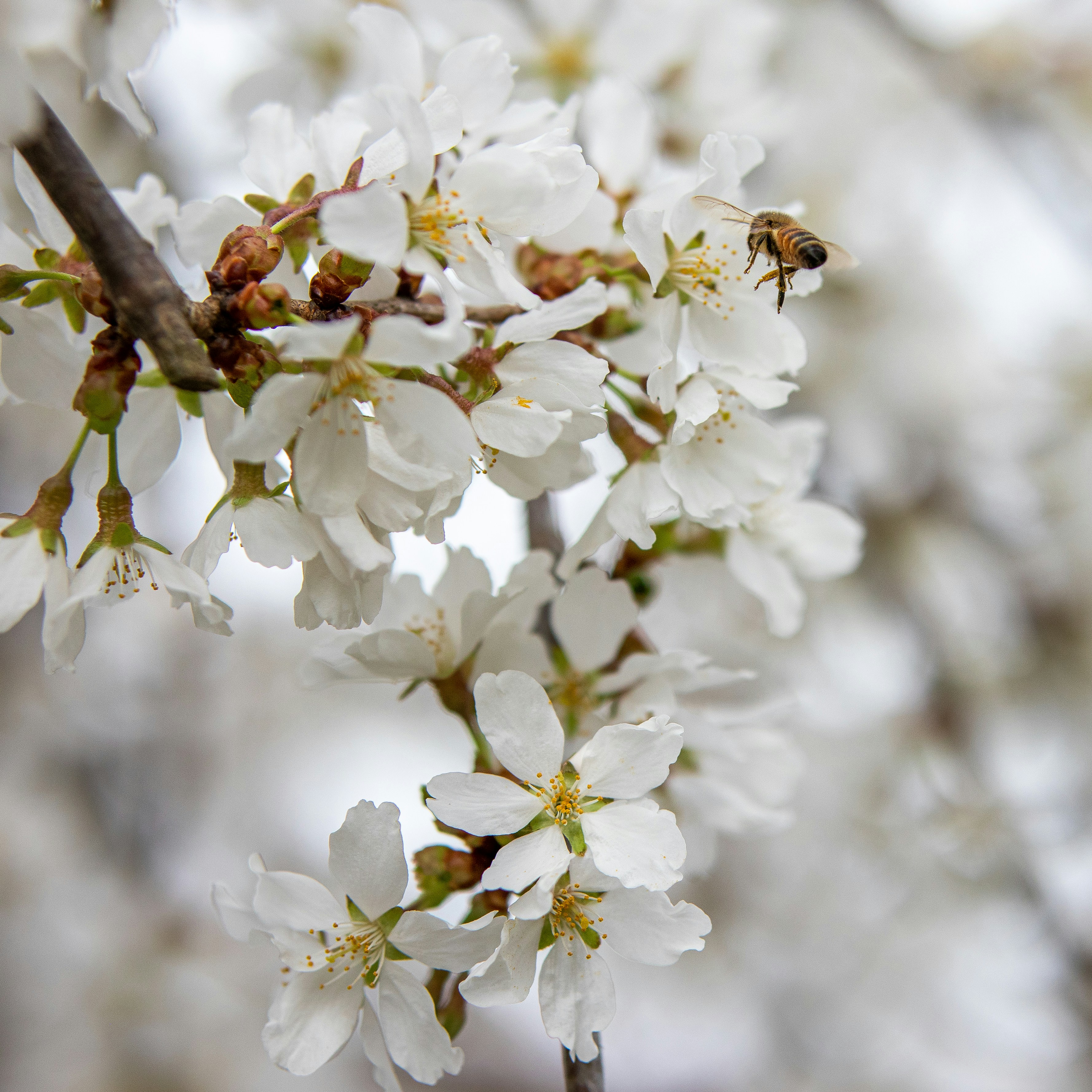 Foto Una abeja sentada en una rama de un árbol floreciente – Imagen ...