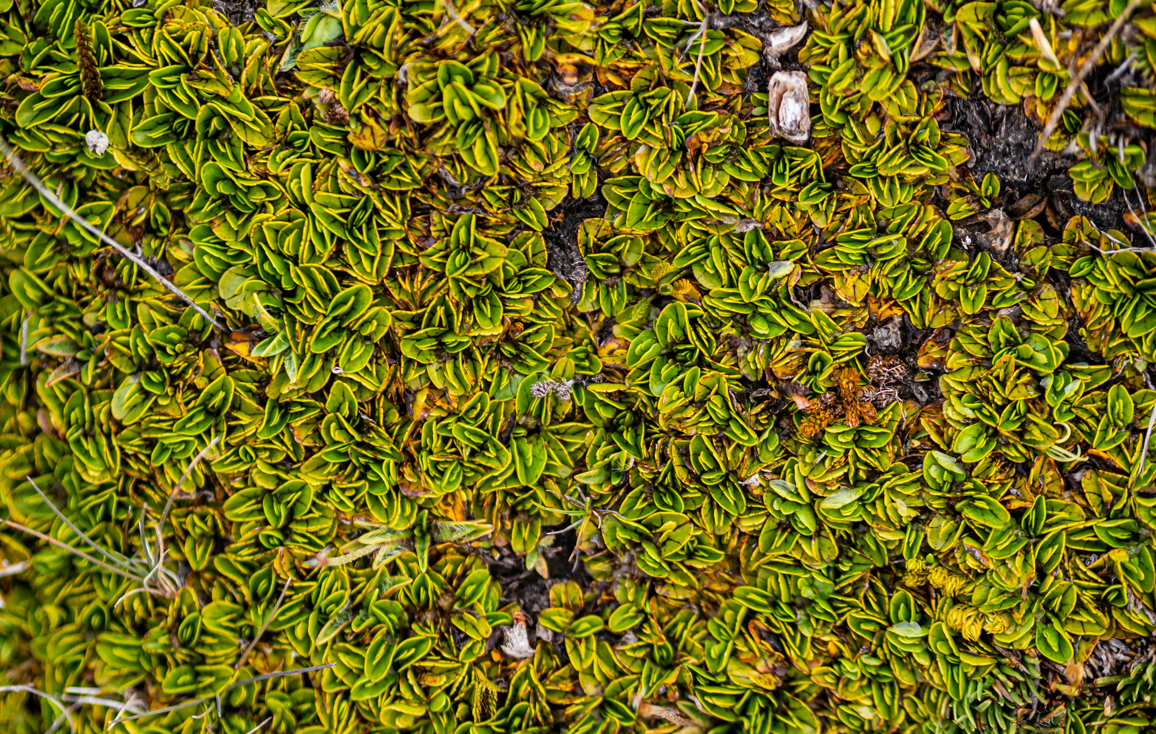 A close up of a patch of green moss photo – Free Kopuwai conservation ...