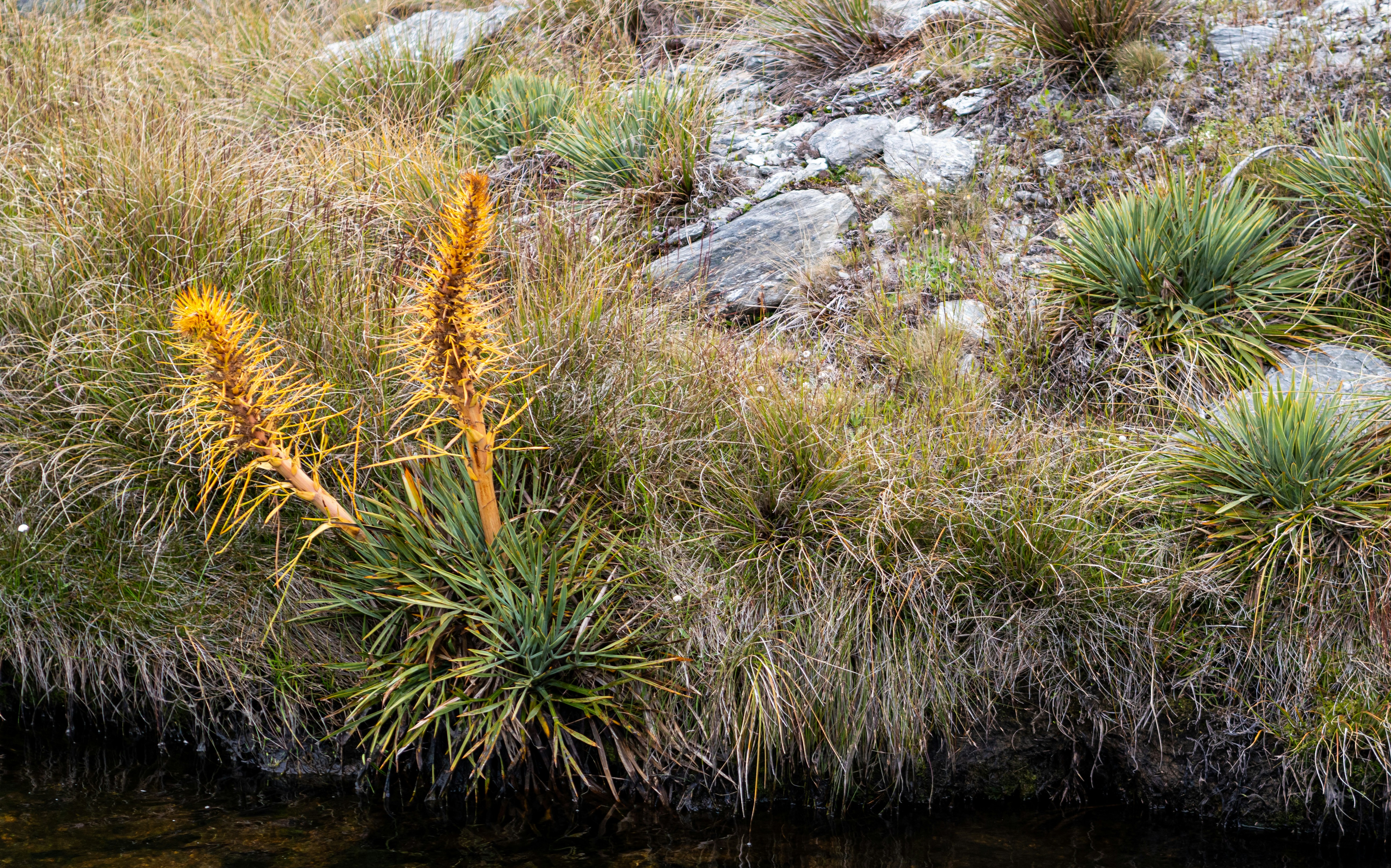 Amber-spiked bloom at the riverbank