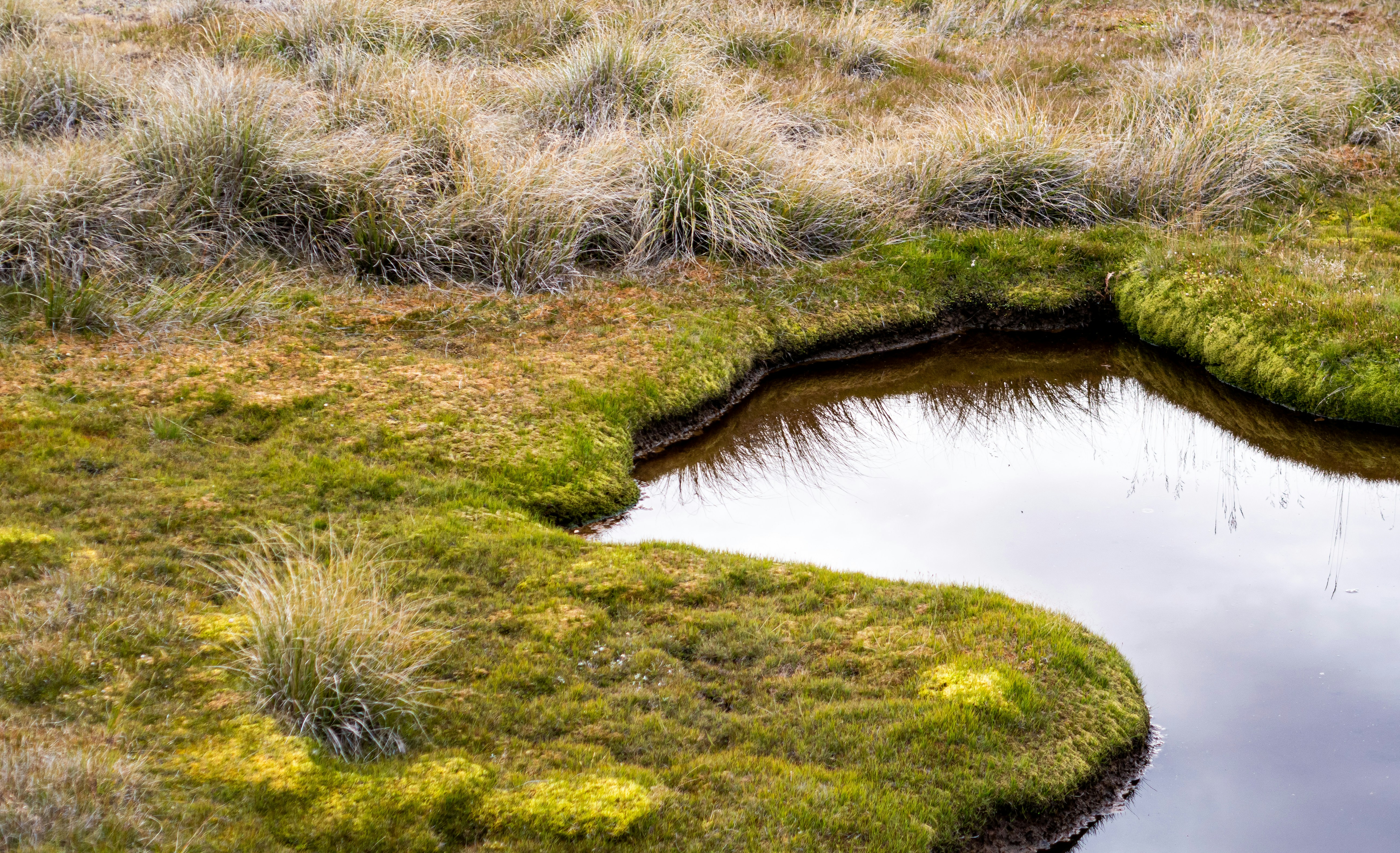 Whispering Bend: Mossy Edges Framing a Quiet Pool