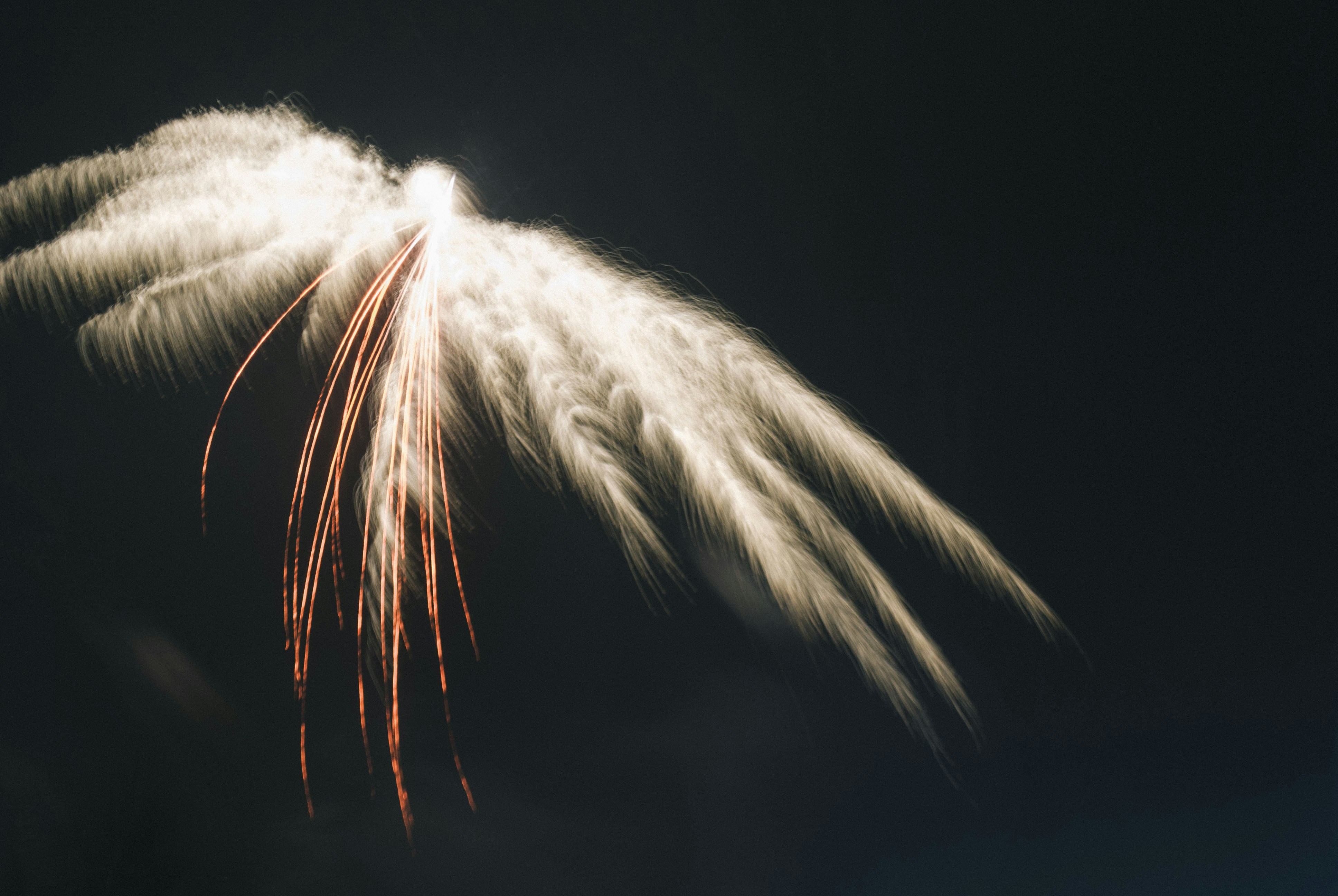 A firework display in the night sky photo – Free Animal Image on Unsplash