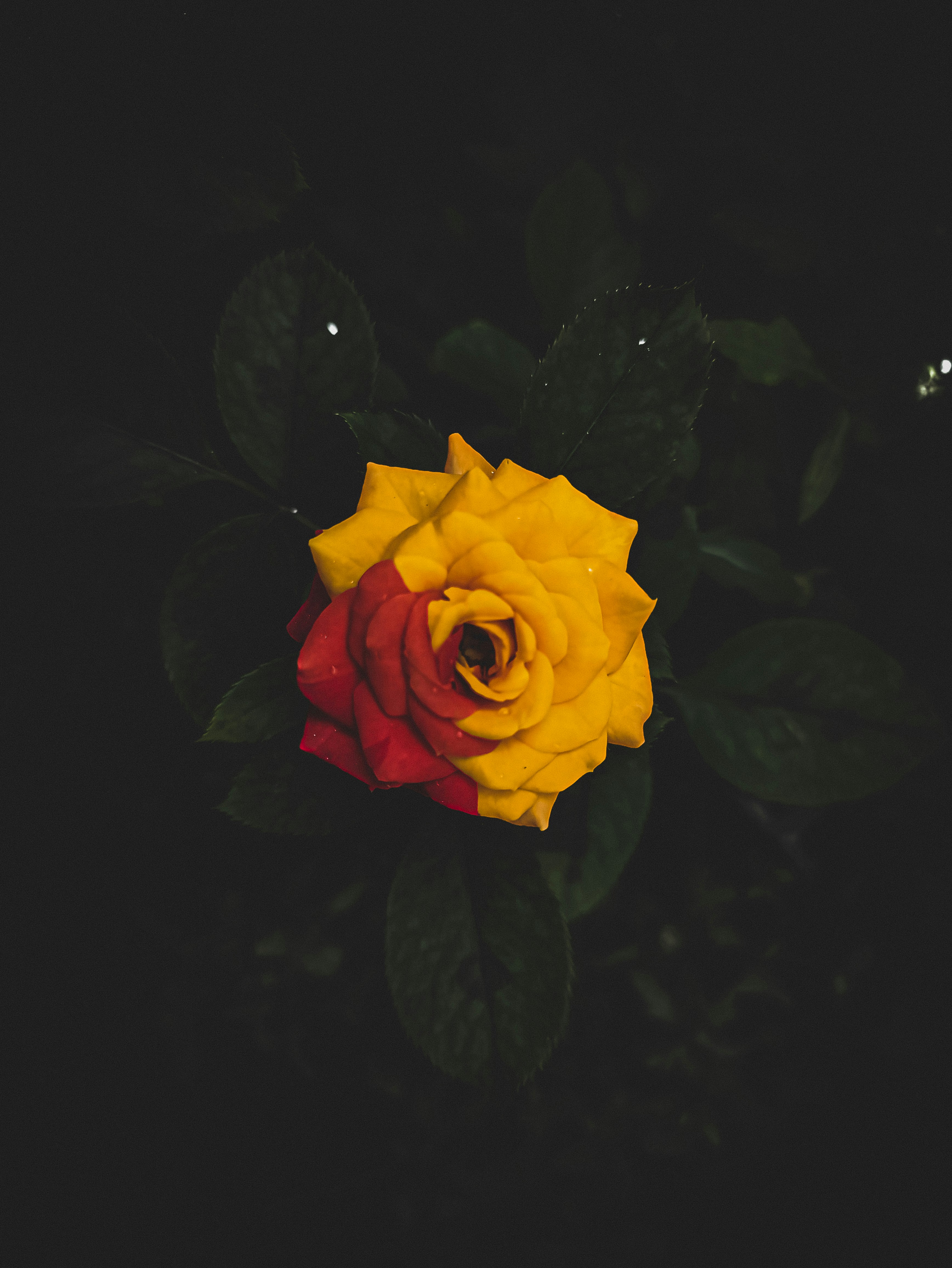A yellow and red rose with green leaves photo – Free India Image on ...