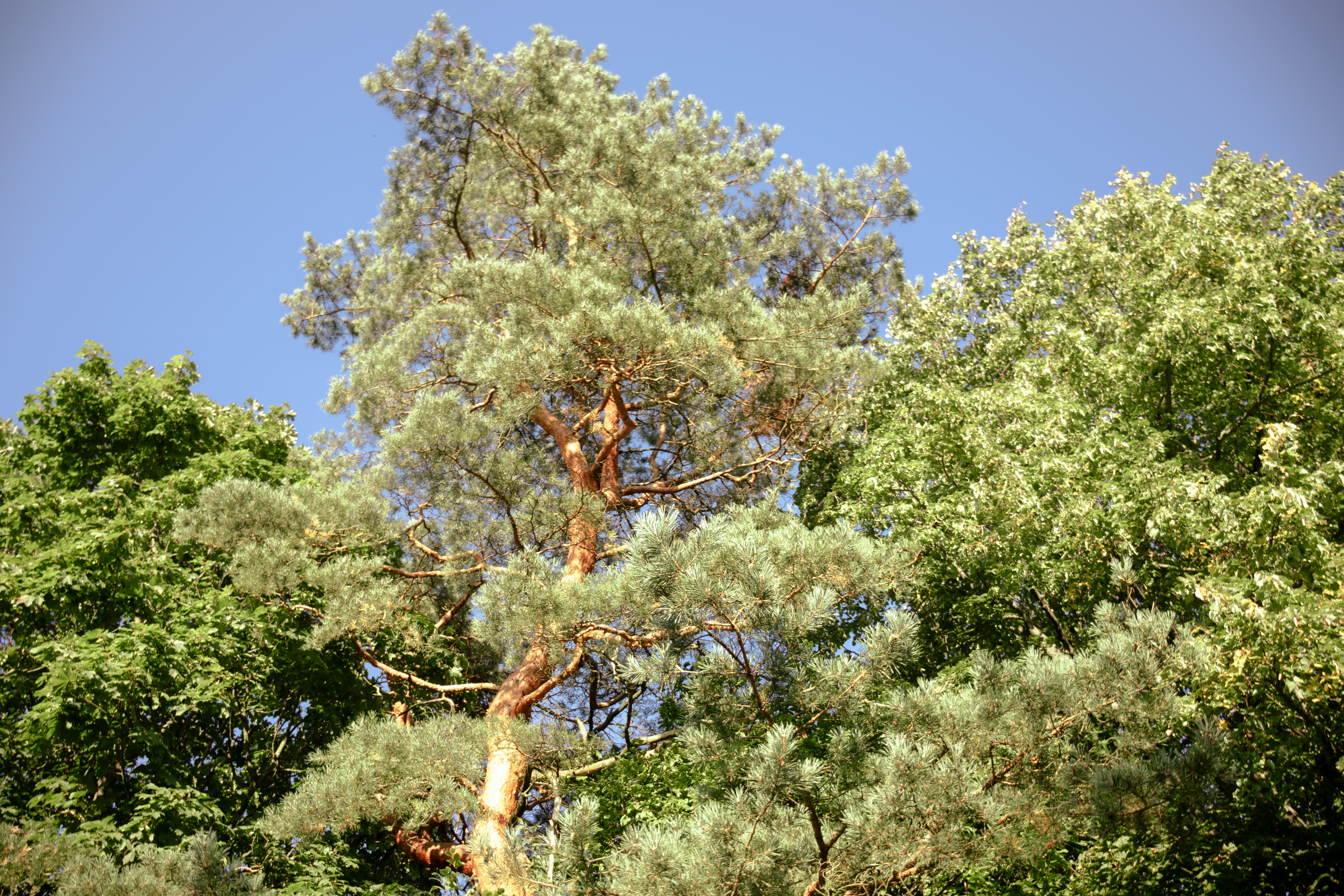 Un groupe d’arbres qui sont côte à côte photo – Photo Arbre Gratuite ...