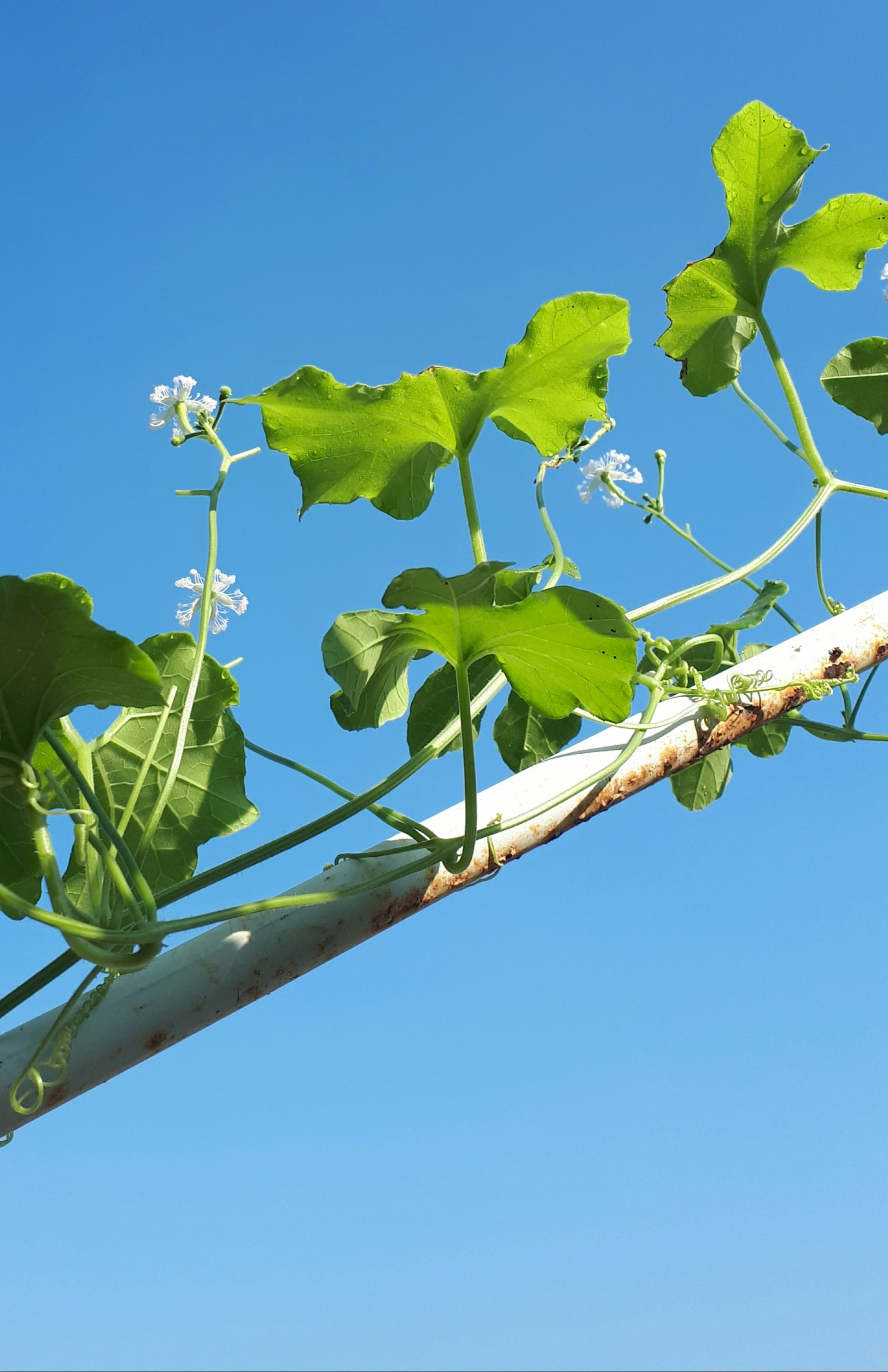 Verdant Tendrils Against Azure Skies