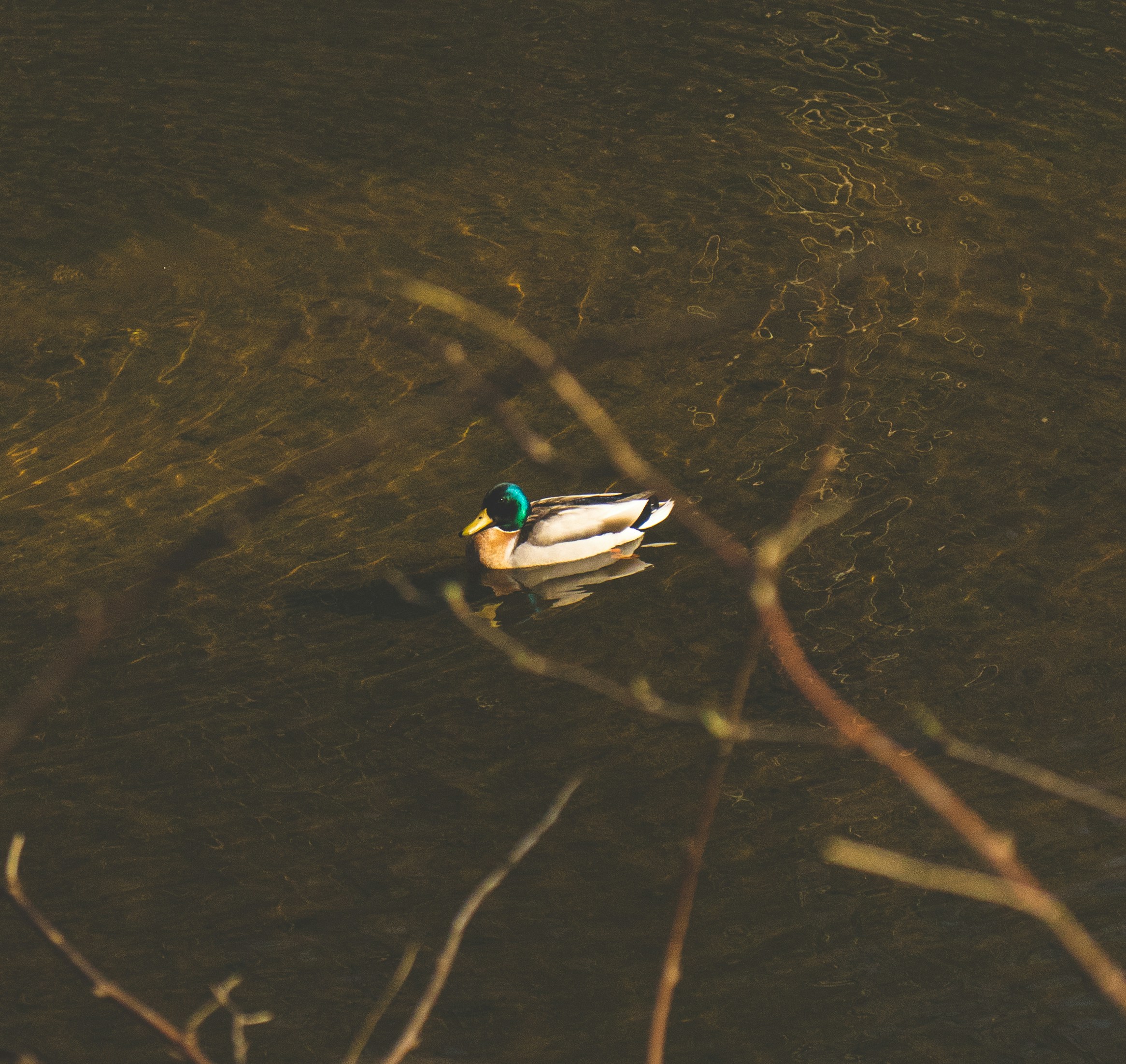 A mallard duck glides gracefully across a tranquil water surface, surrounded by gentle ripples and branches. The scene captures a moment of calm in nature.