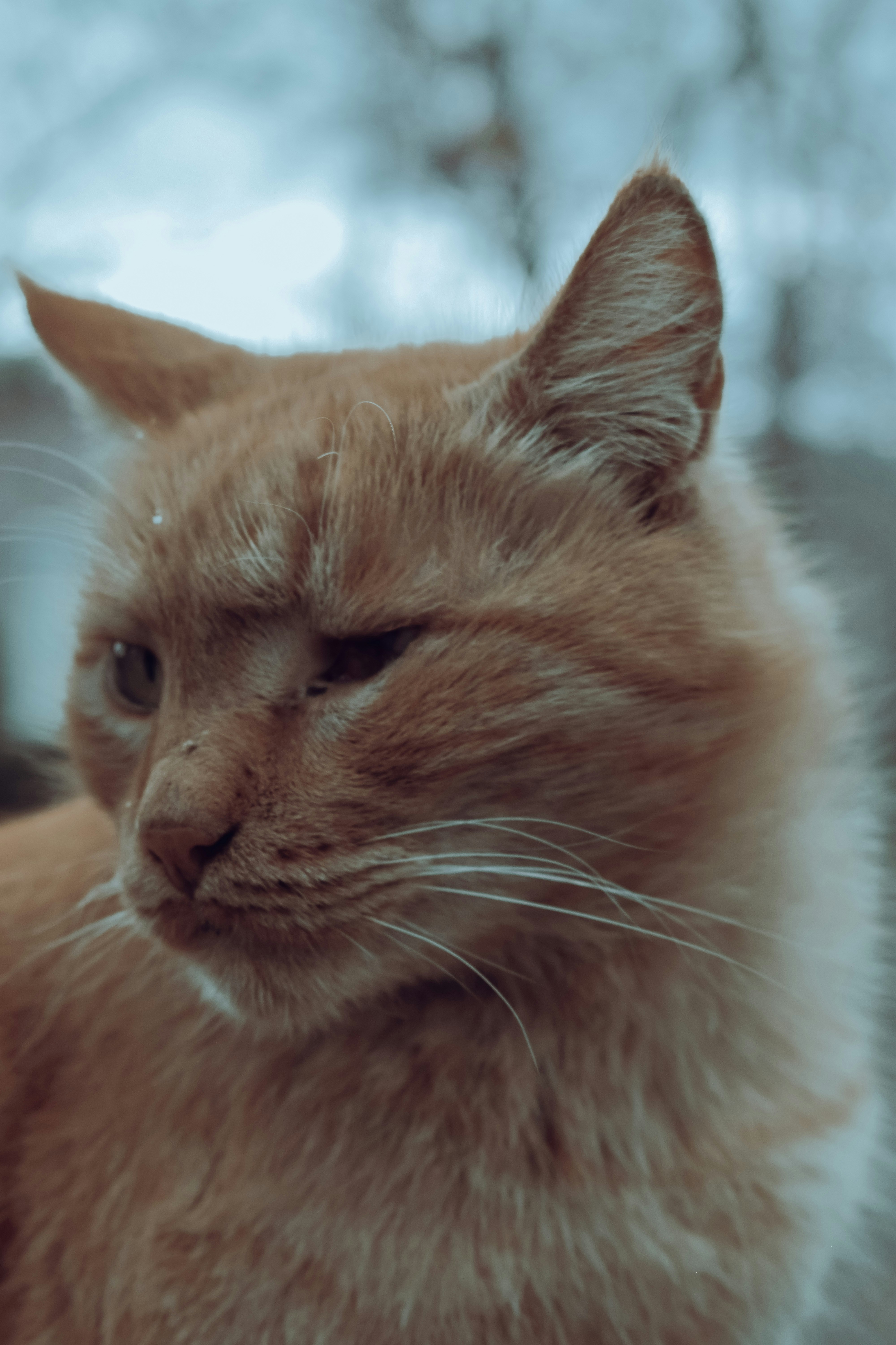 A close up of a cat with a blurry background photo – Free Mashhad Image ...