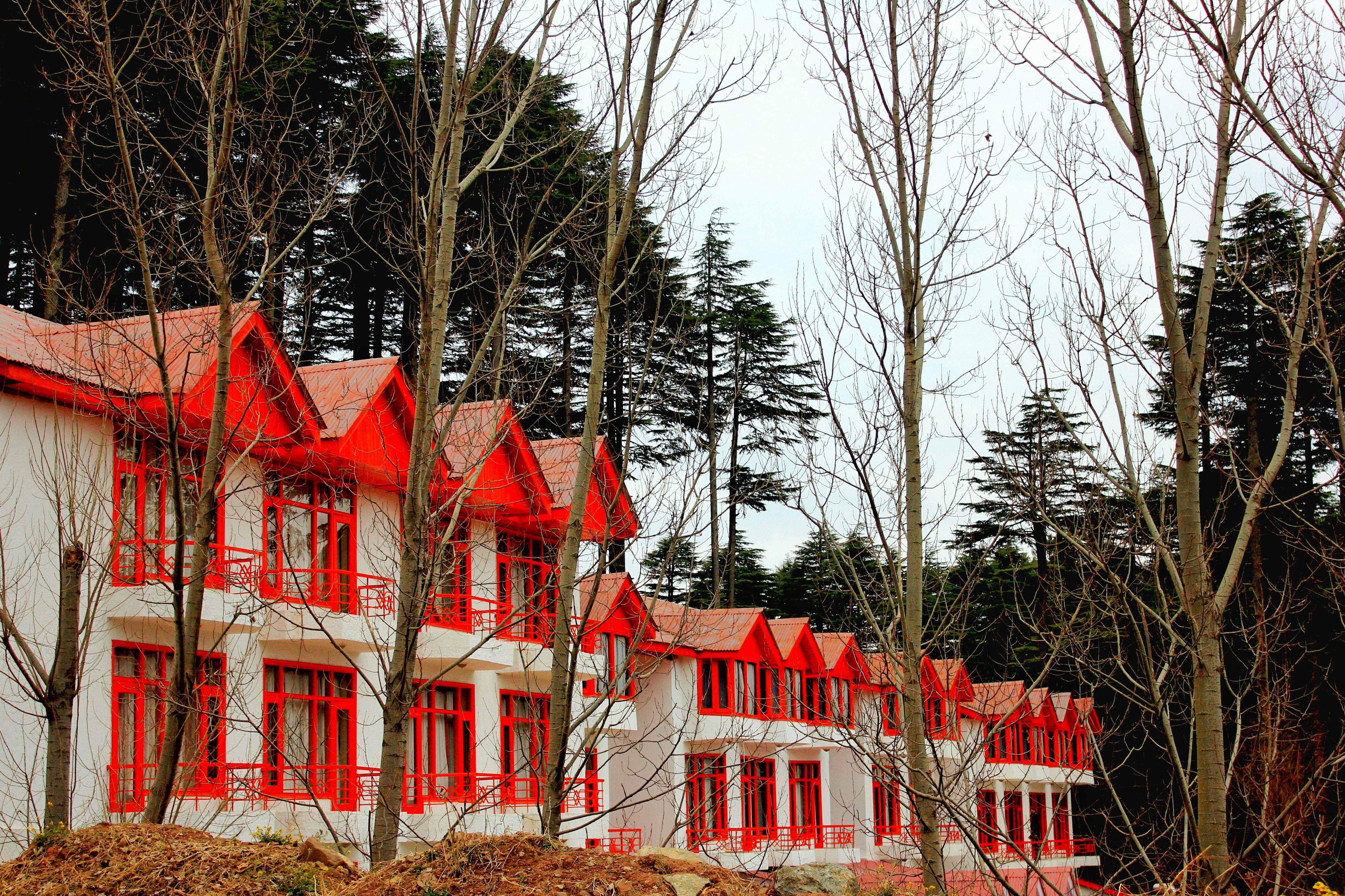 Charming white buildings with bright red roofs nestled among tall trees, showcasing a unique architectural style in a serene forest setting.