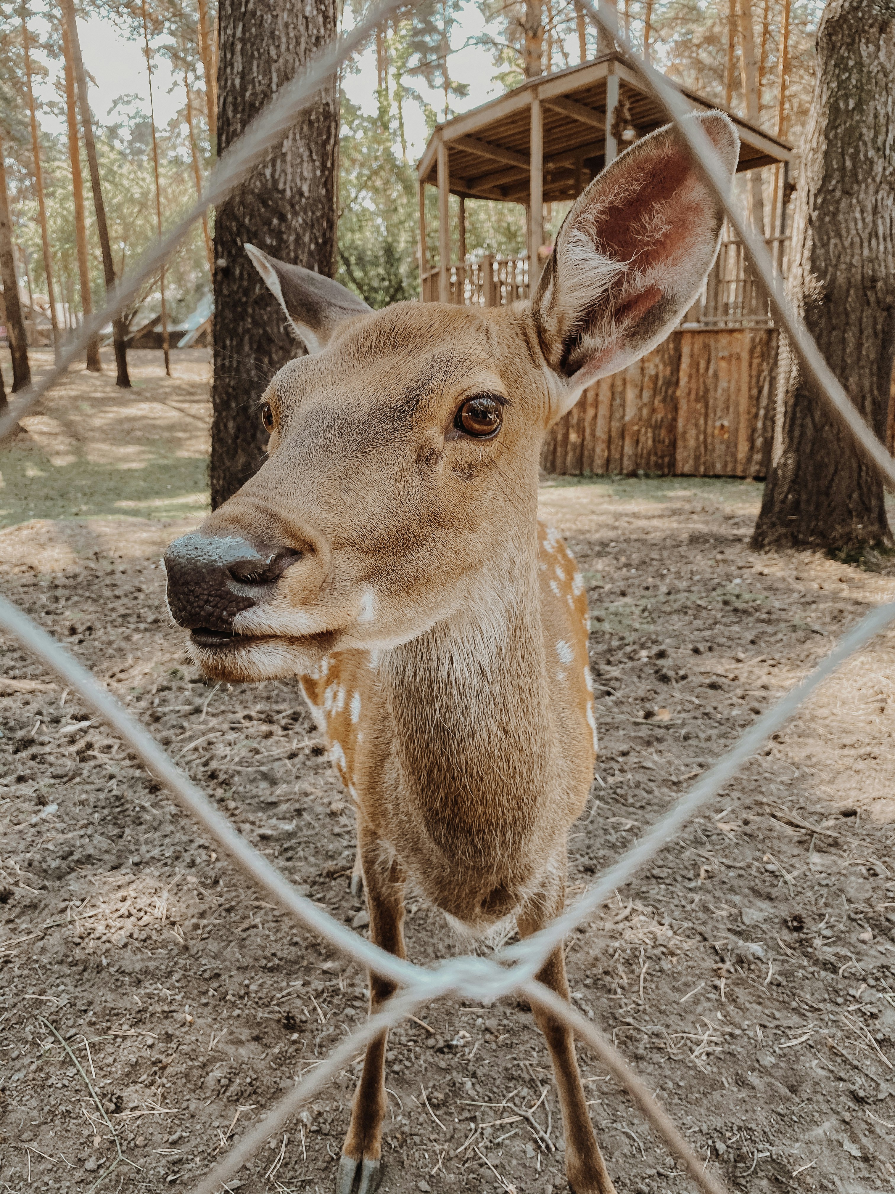 A deer looking through a chain link fence photo – Free Animal Image on ...