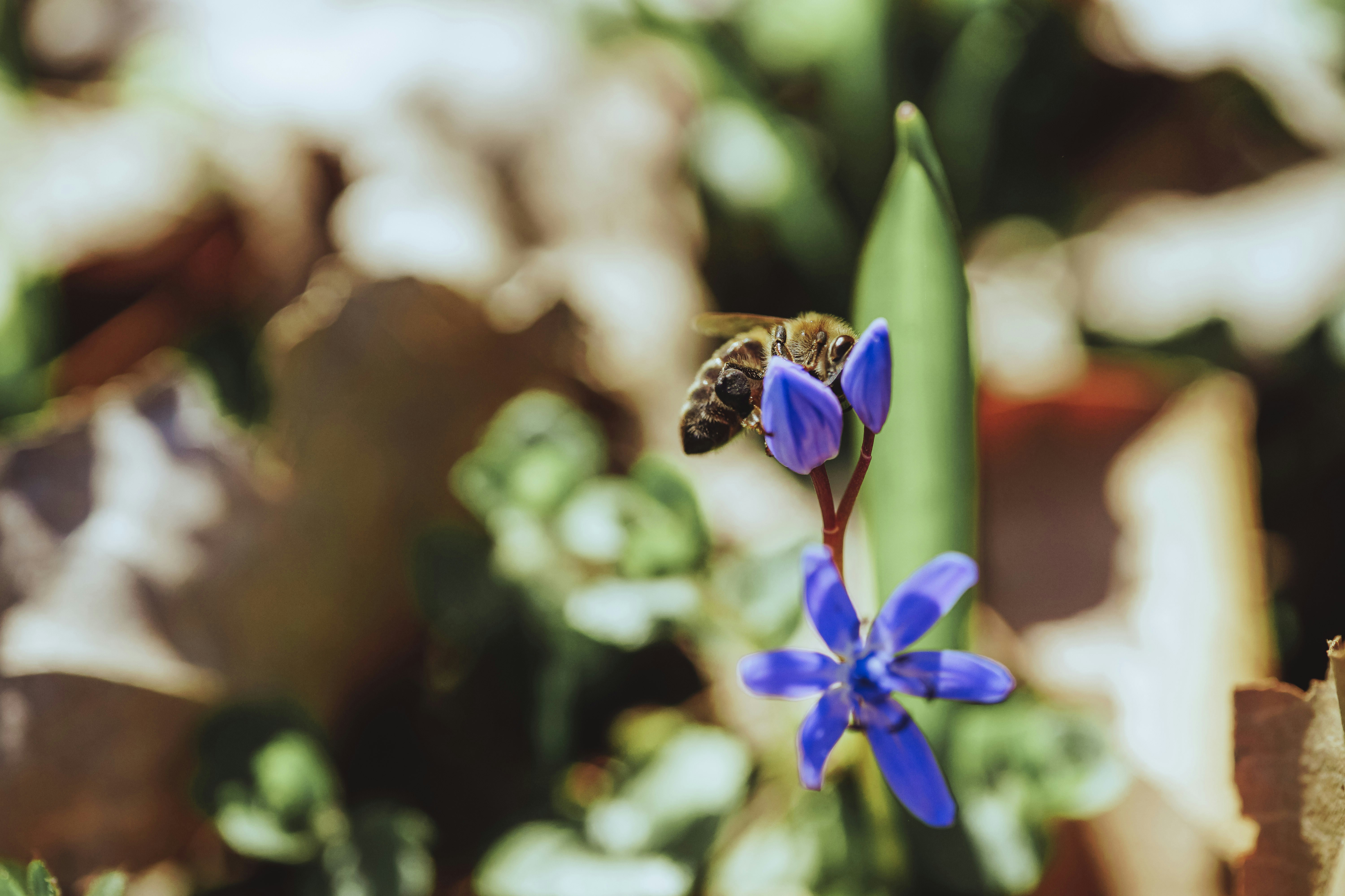 A blue flower with a bee on it photo – Free Bee Image on Unsplash
