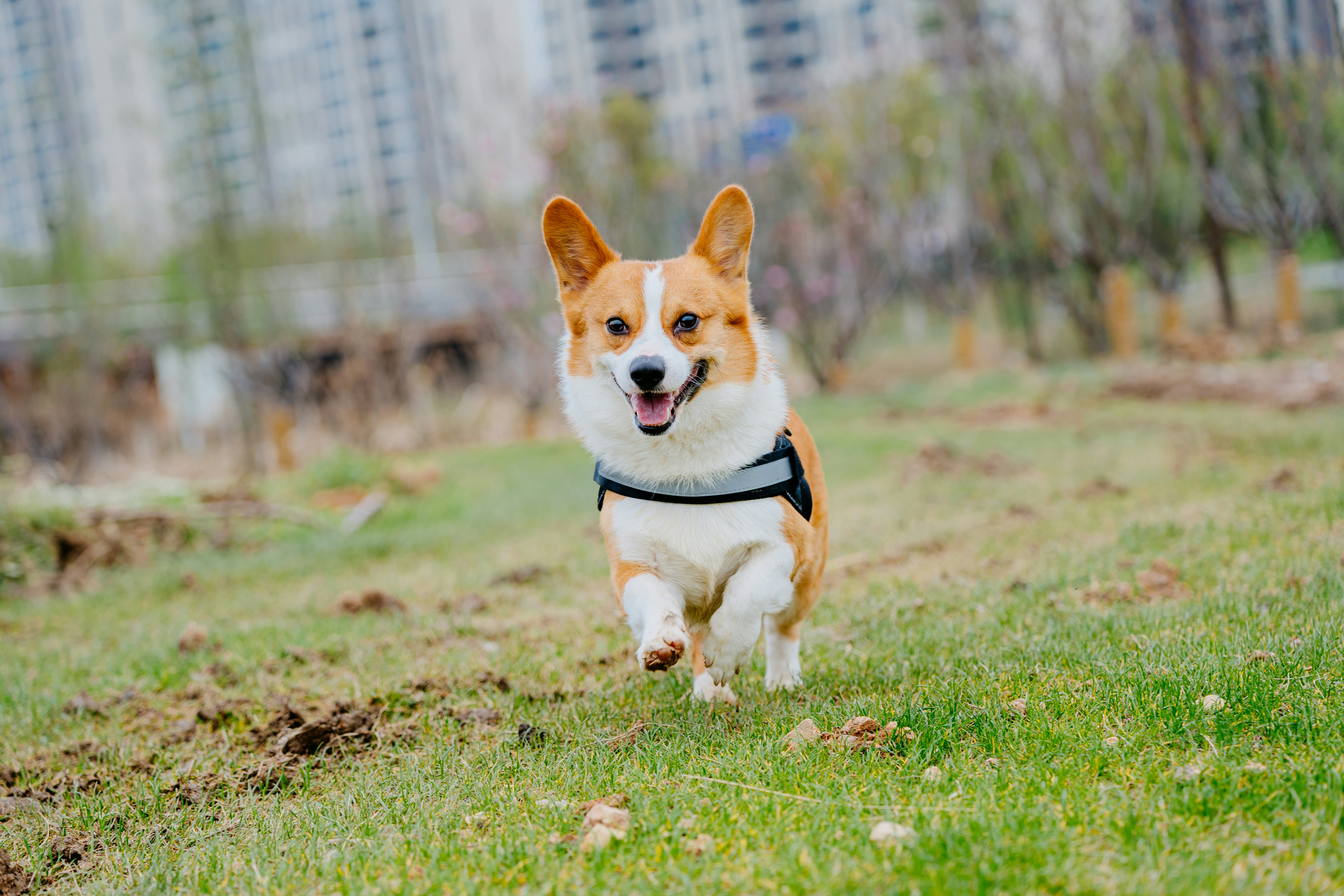 A corgi dog running in a grassy field photo – Free Strap Image on Unsplash