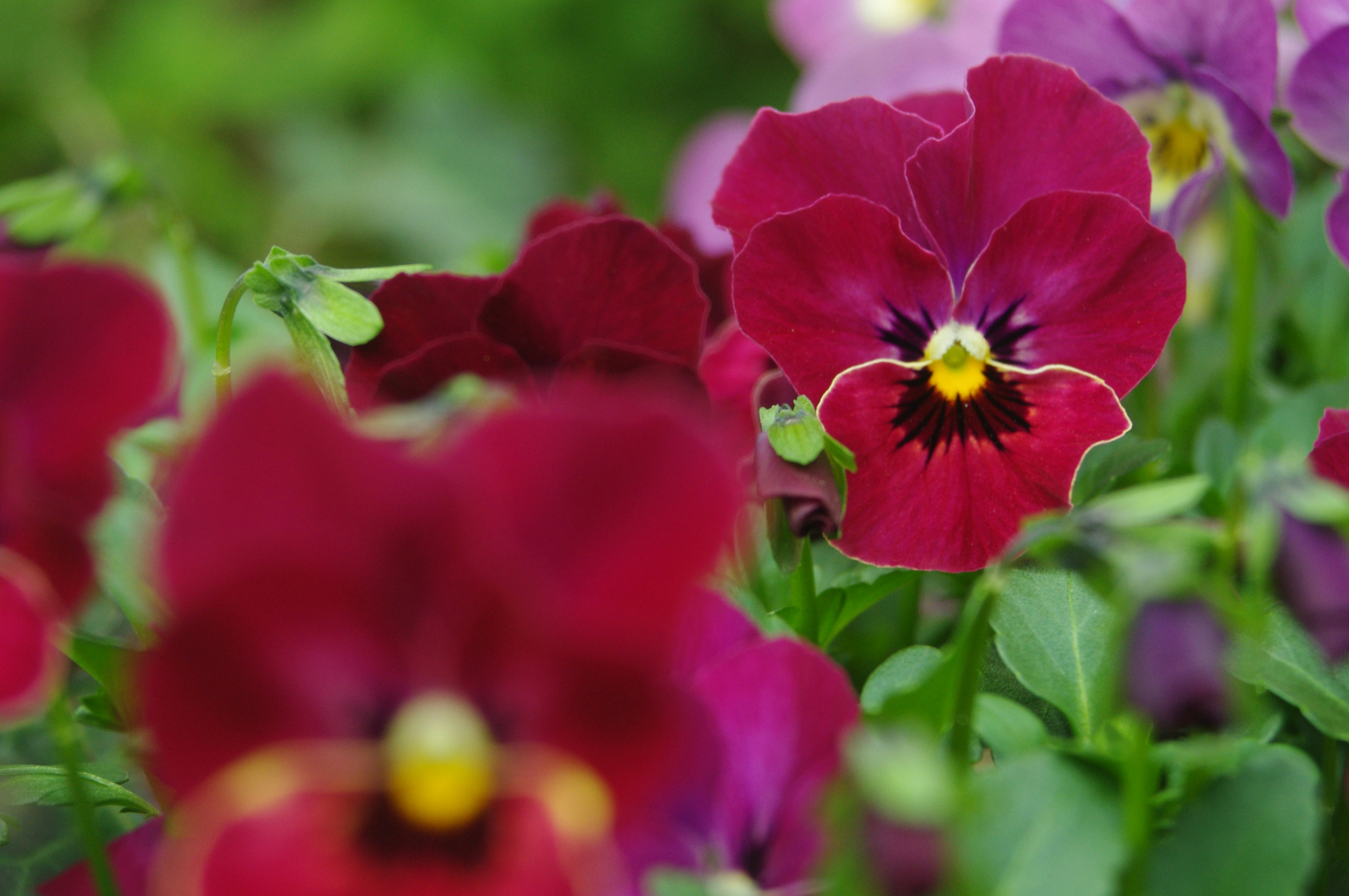 Sample photo from Pentax K-x