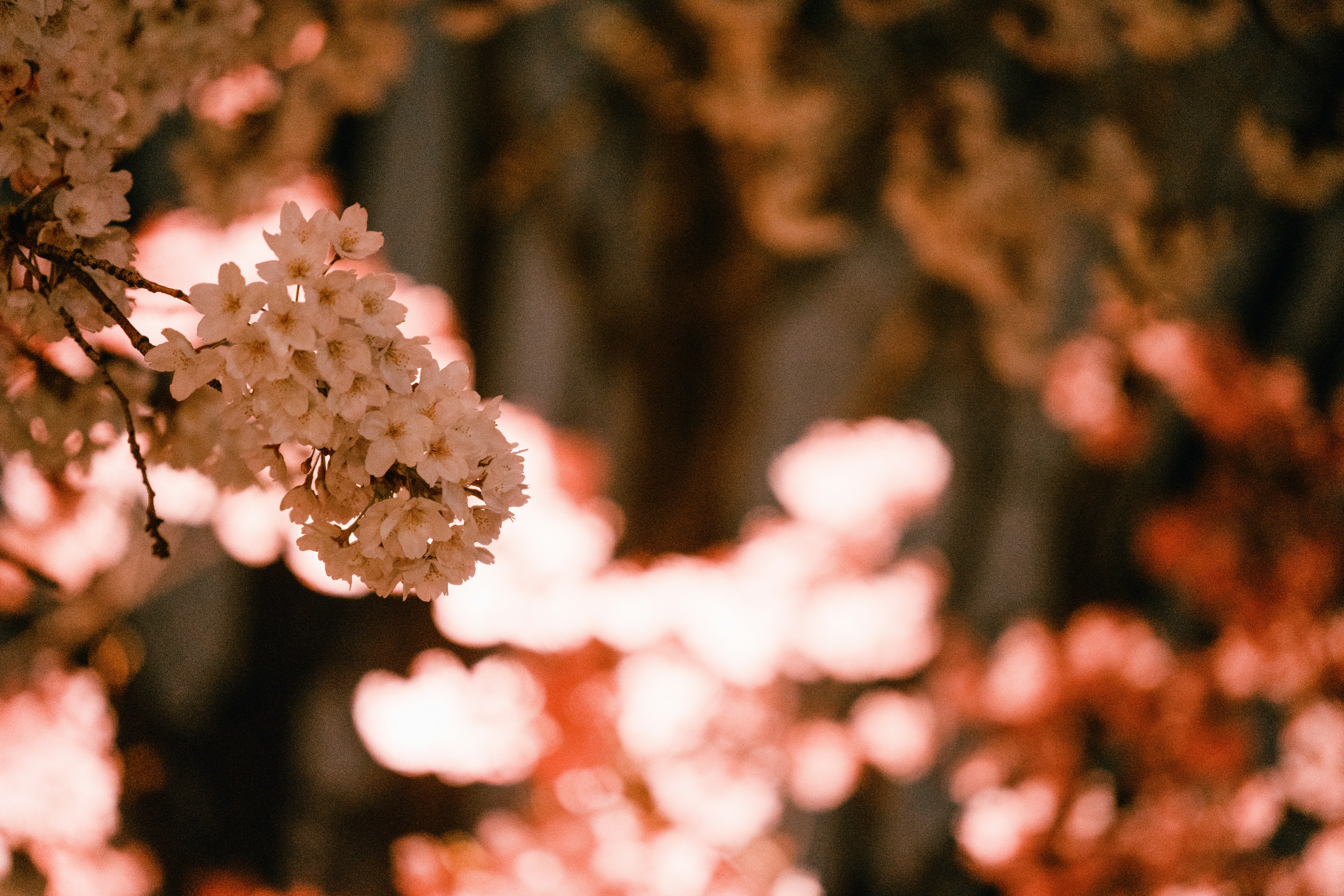 Whispers of White Amid Blushing Bokeh
