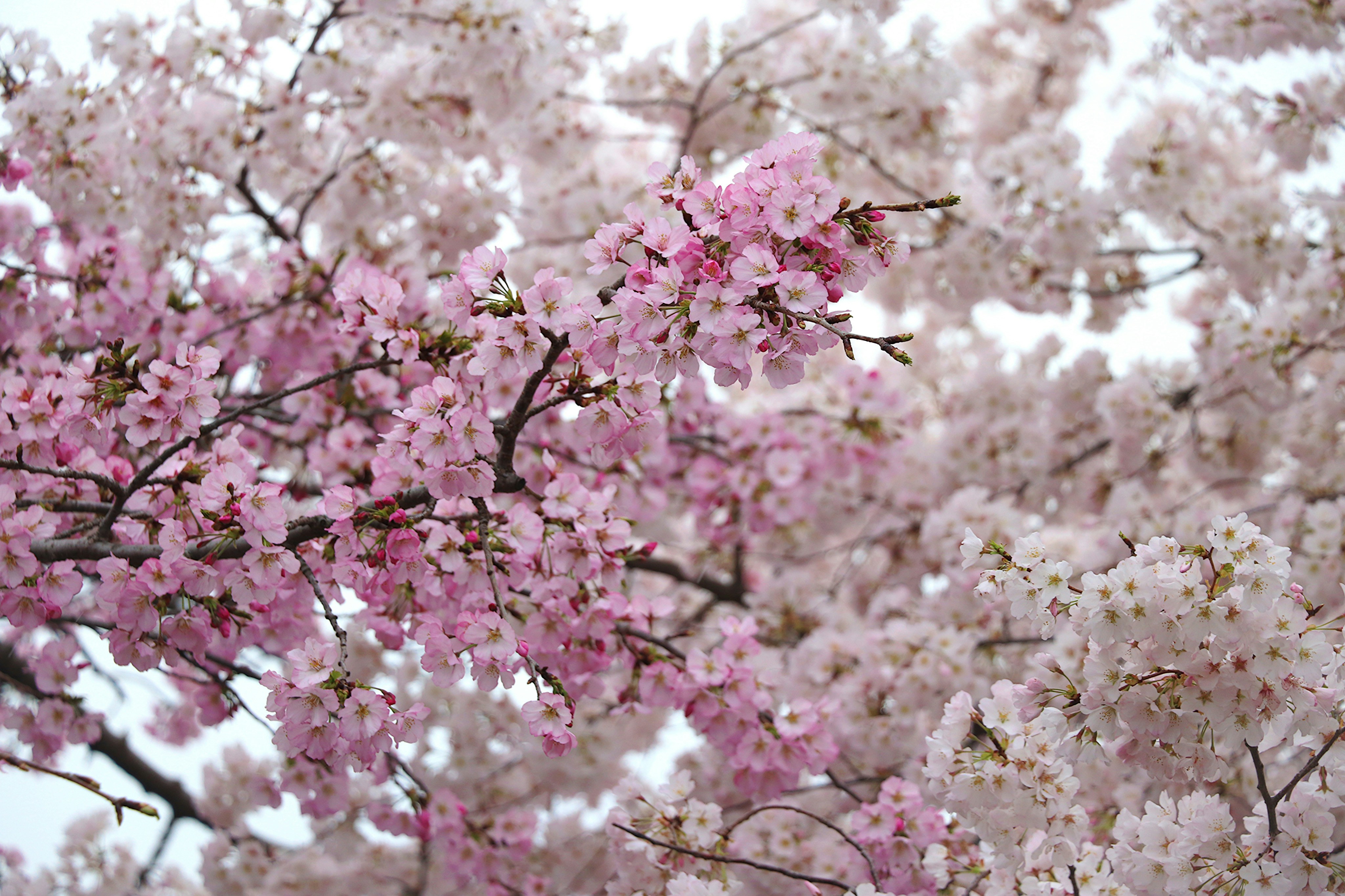Un arbre rempli de nombreuses fleurs roses photo – Photo États Unis ...