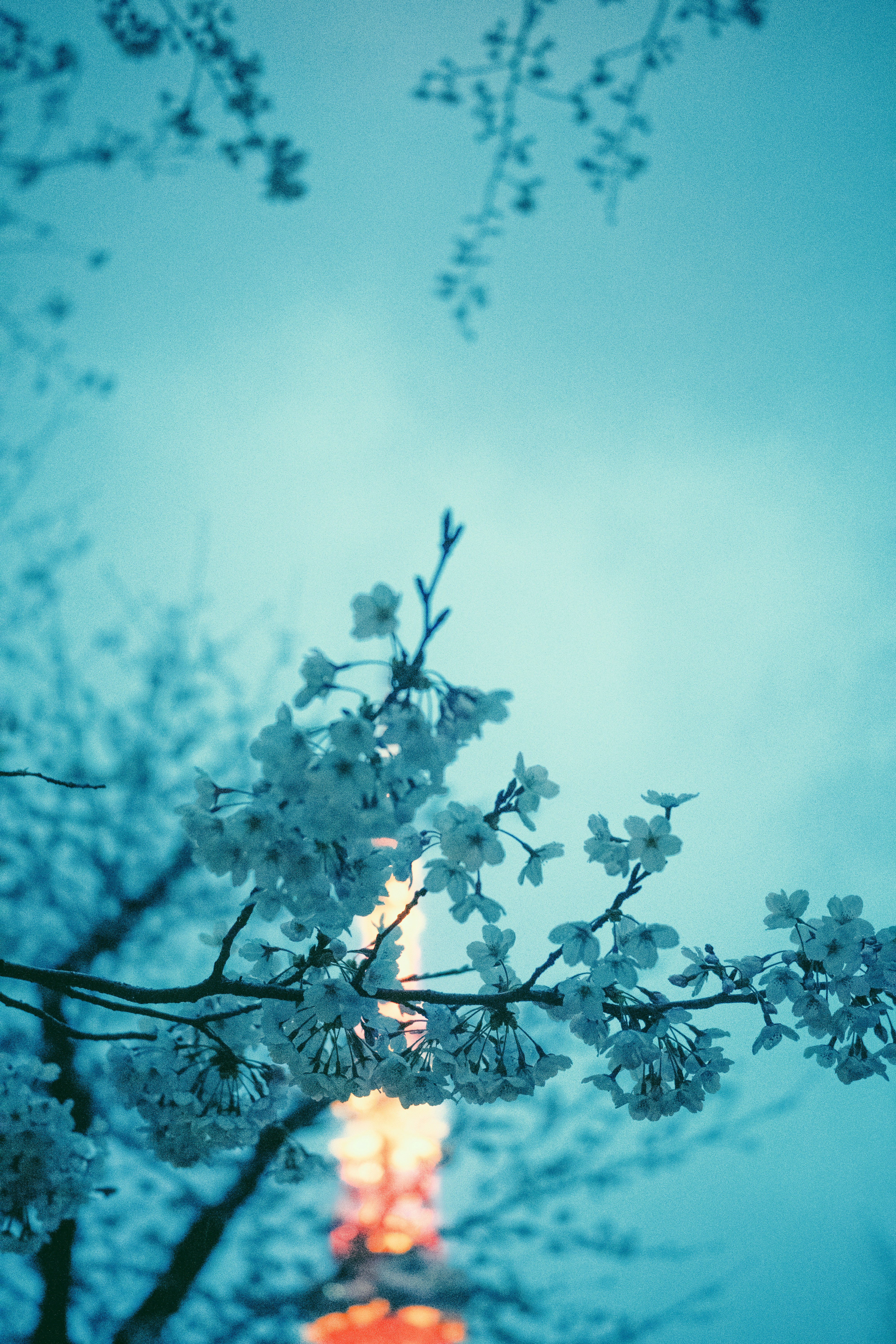 a tree with white flowers in front of a building