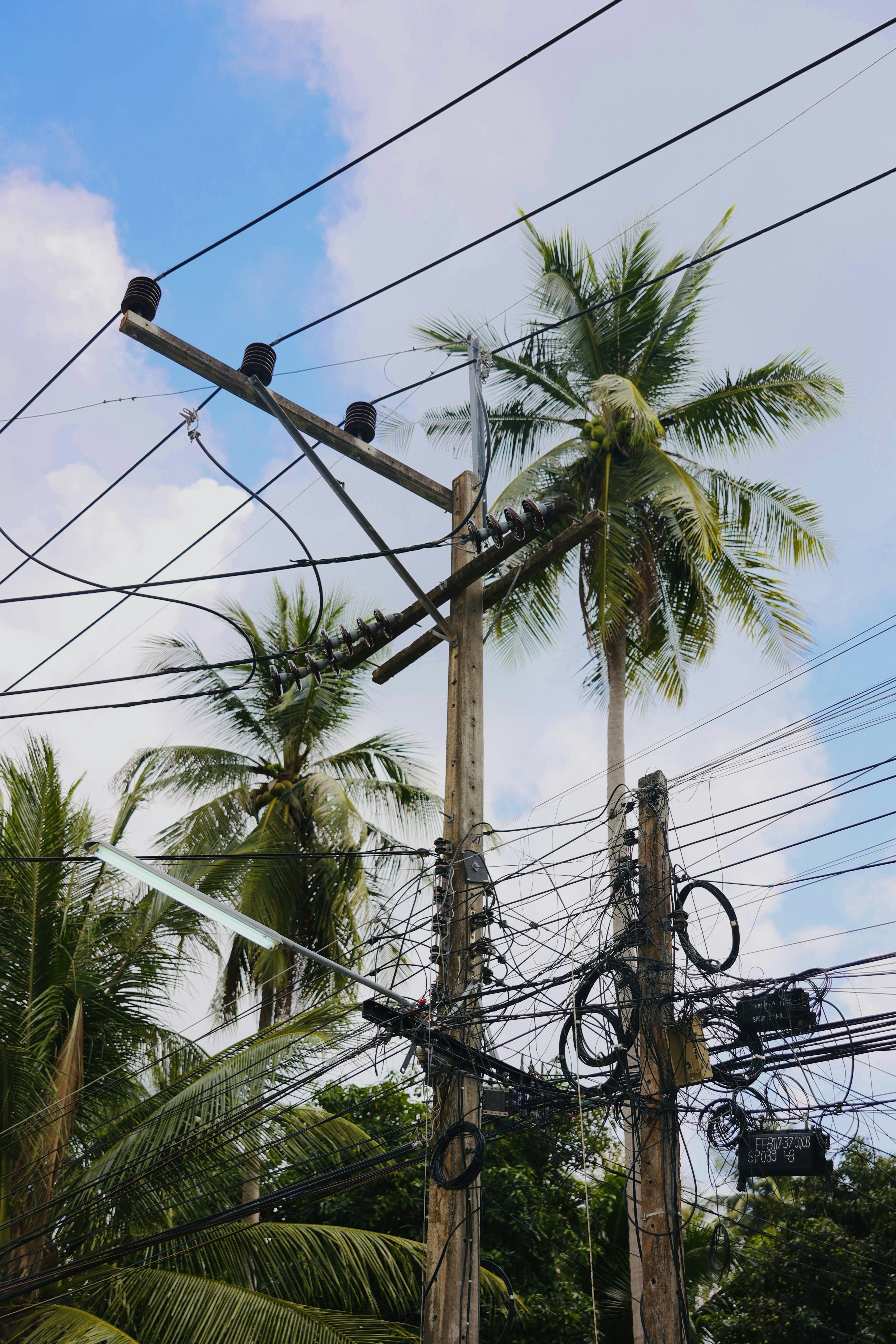 A bunch of power lines that are next to palm trees photo – Free Jungle ...