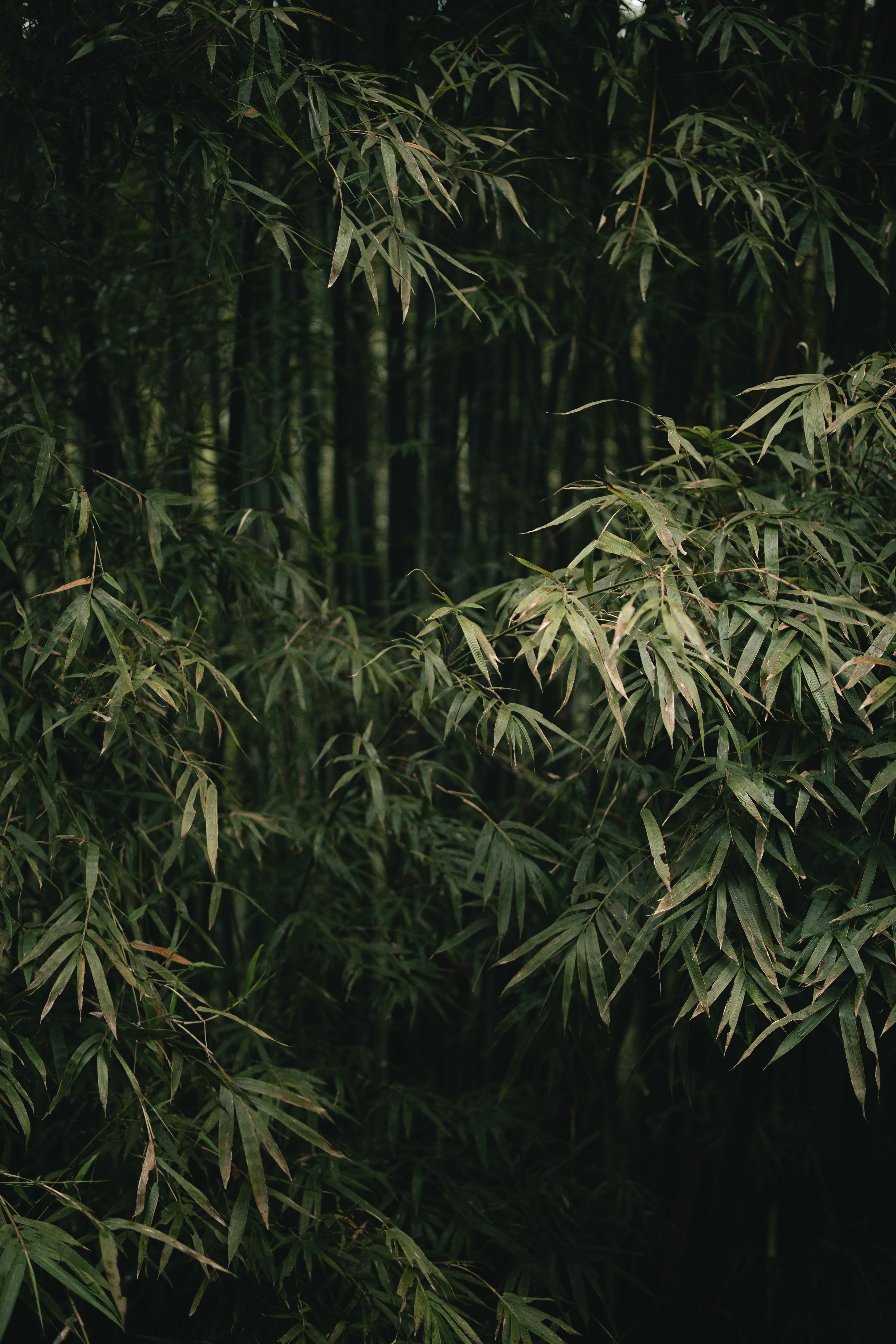 Dense bamboo leaves frame a shadowy opening, inviting a walk into a dark green corridor, captured as a photograph.