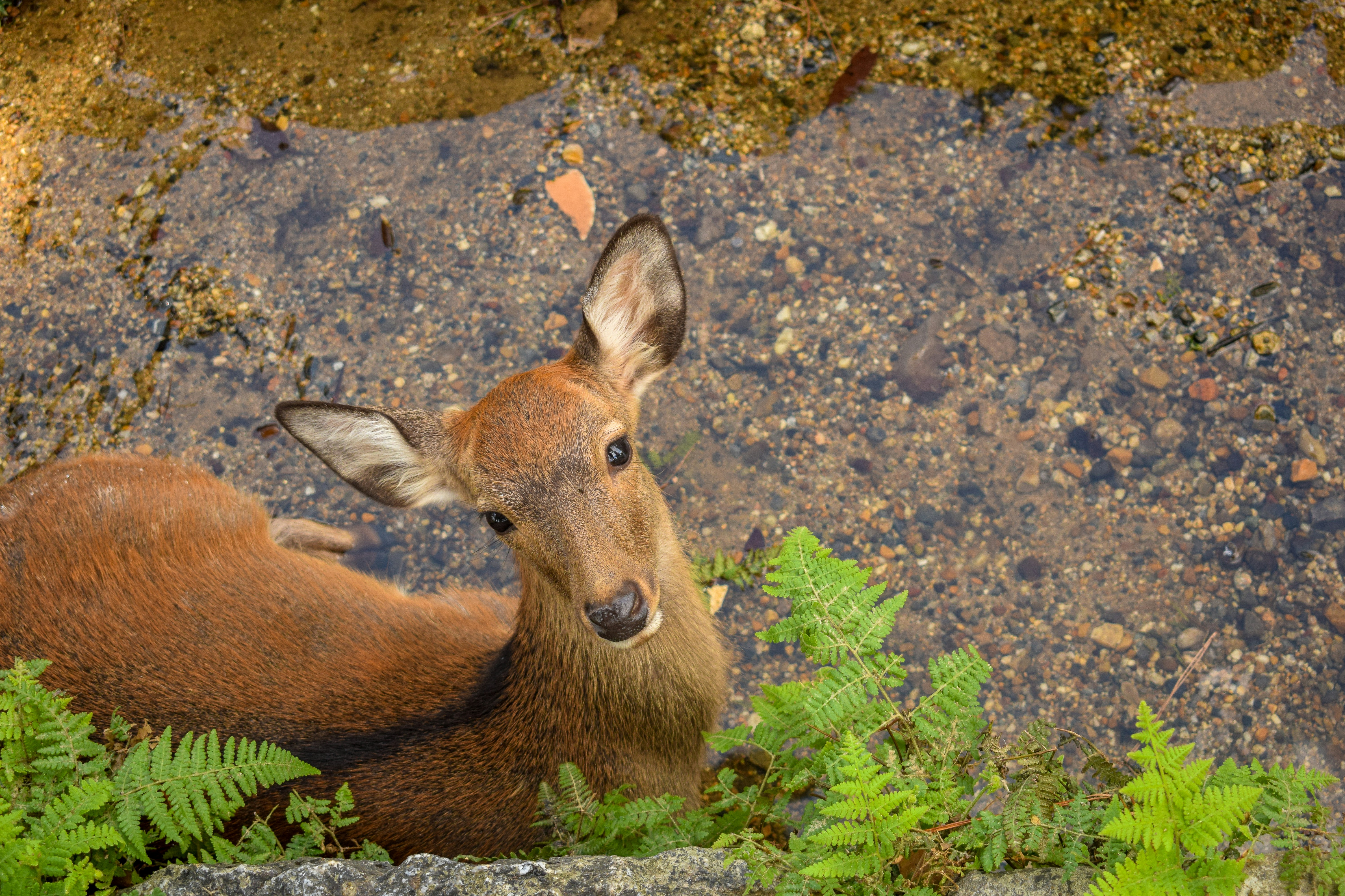 Curious Deer at the Fern-Guarded Trail